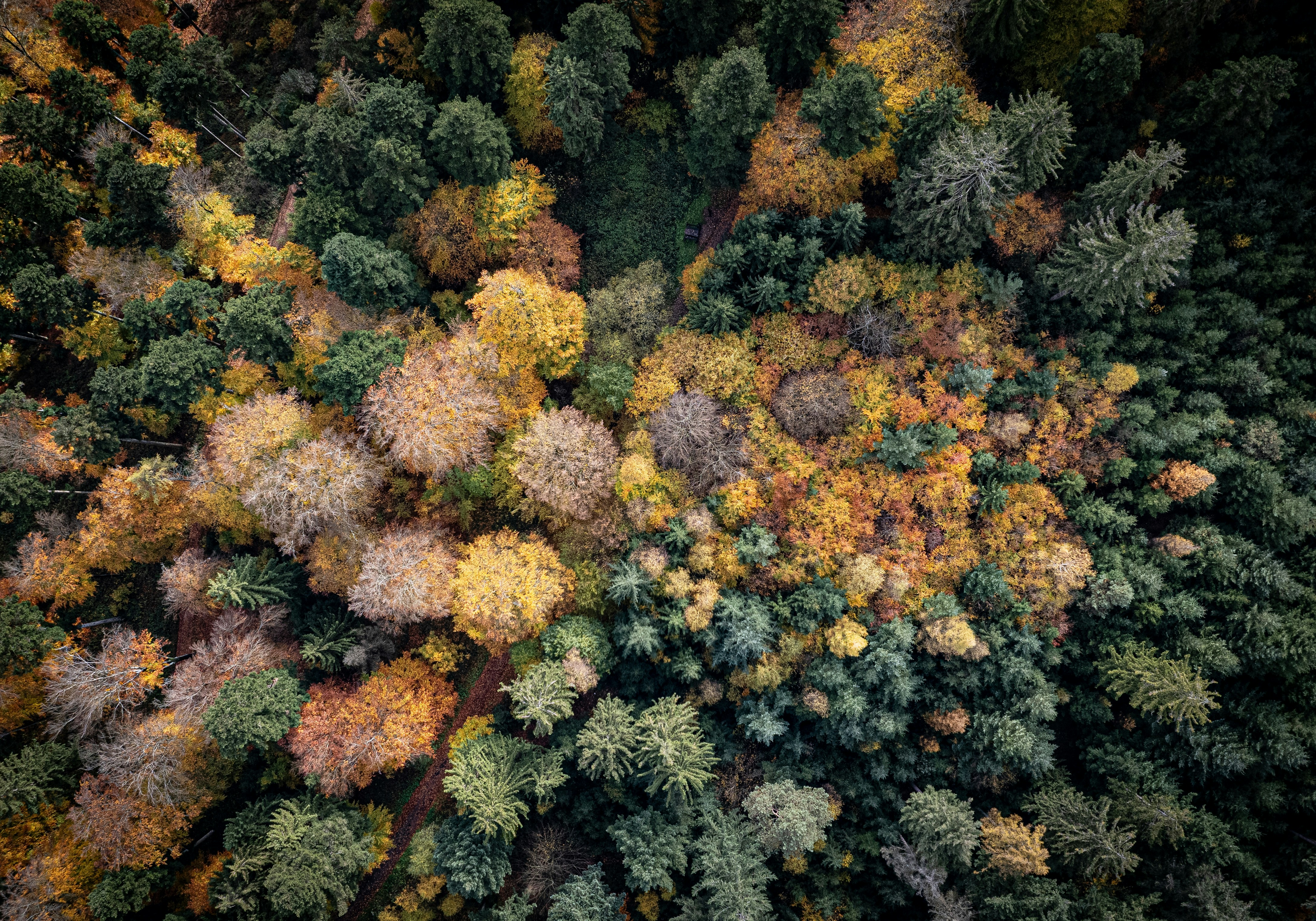 Une vue aérienne d’une forêt avec beaucoup d’arbres photo – Image ...