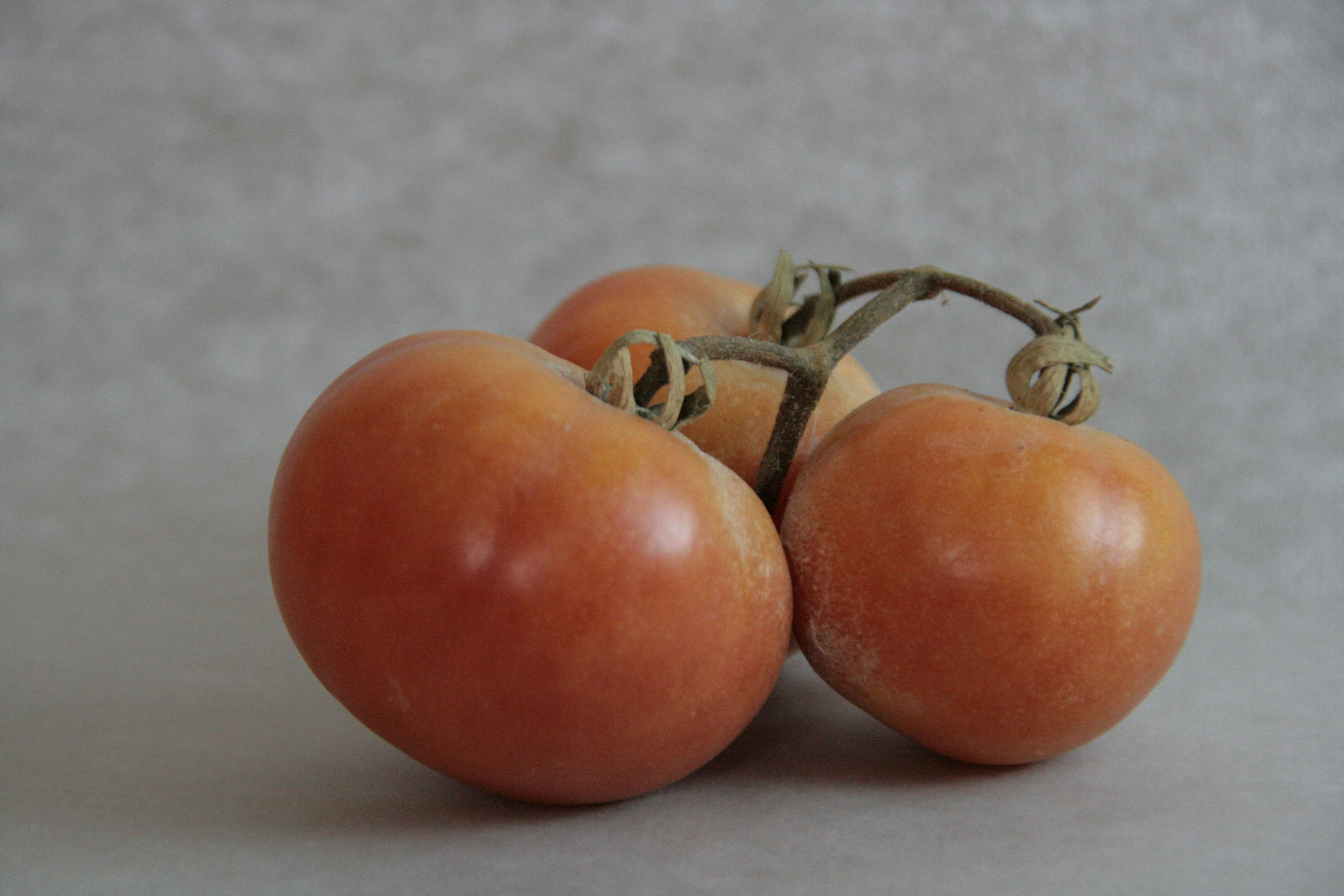 Stem-anchored Tomato Duo on a Quiet Gray Stage