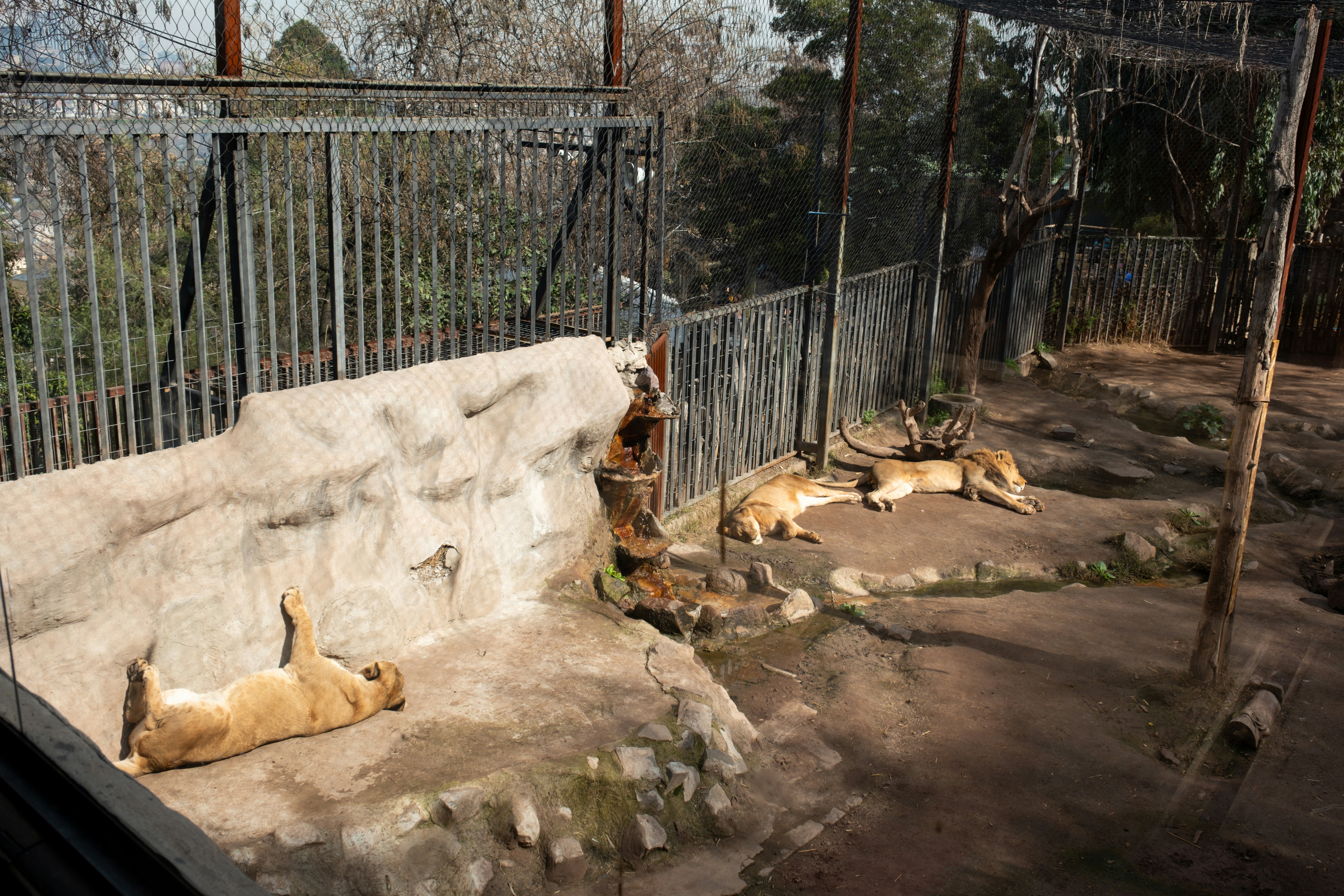 Lions lounging in a shaded enclosure, surrounded by metal fencing and rocky terrain.