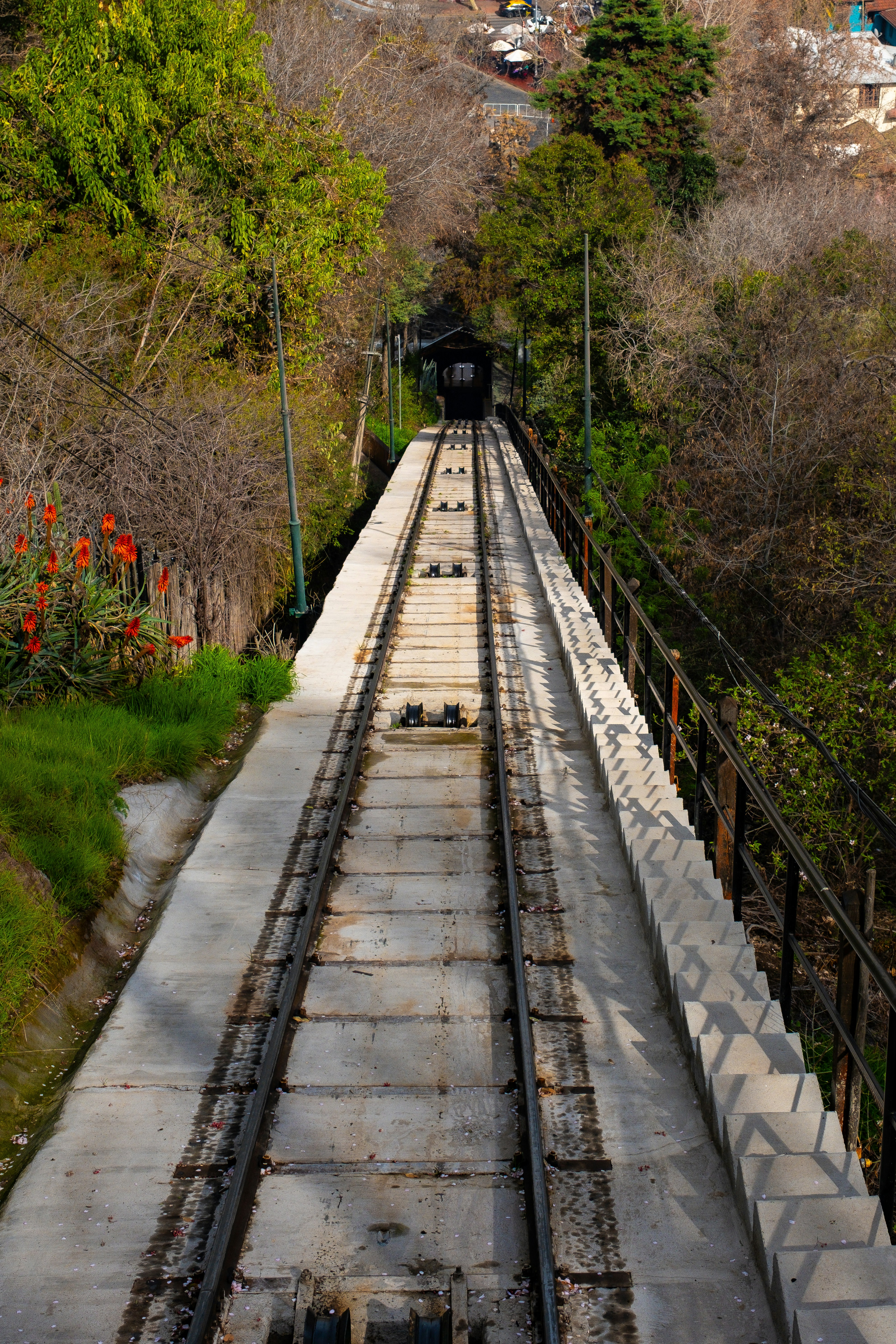 Rails Toward the Green Tunnel: A Quiet Ascent Under Springlight