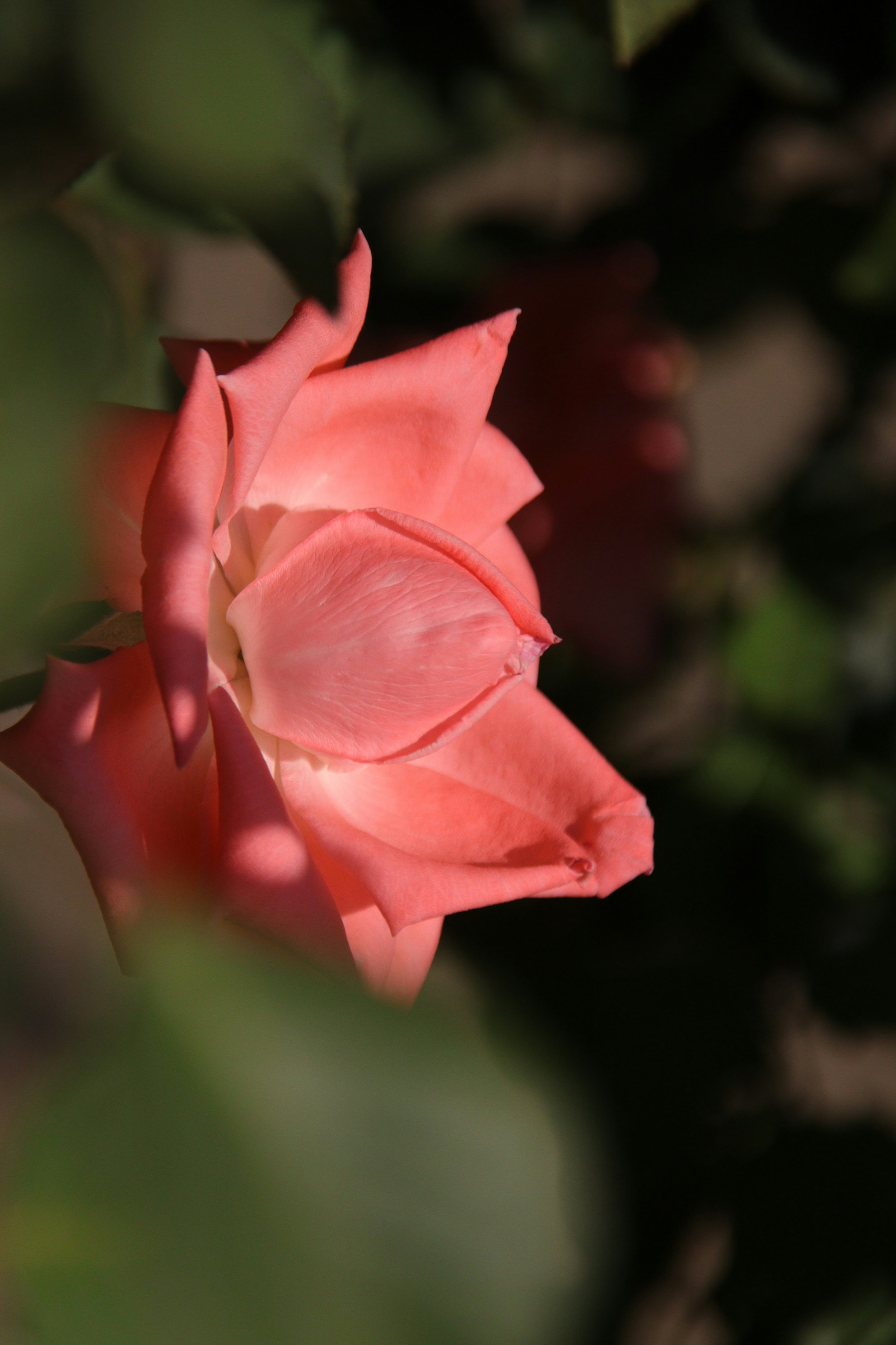 Velvet Light on Coral Petals: A Gentle Close-Up of a Rose
