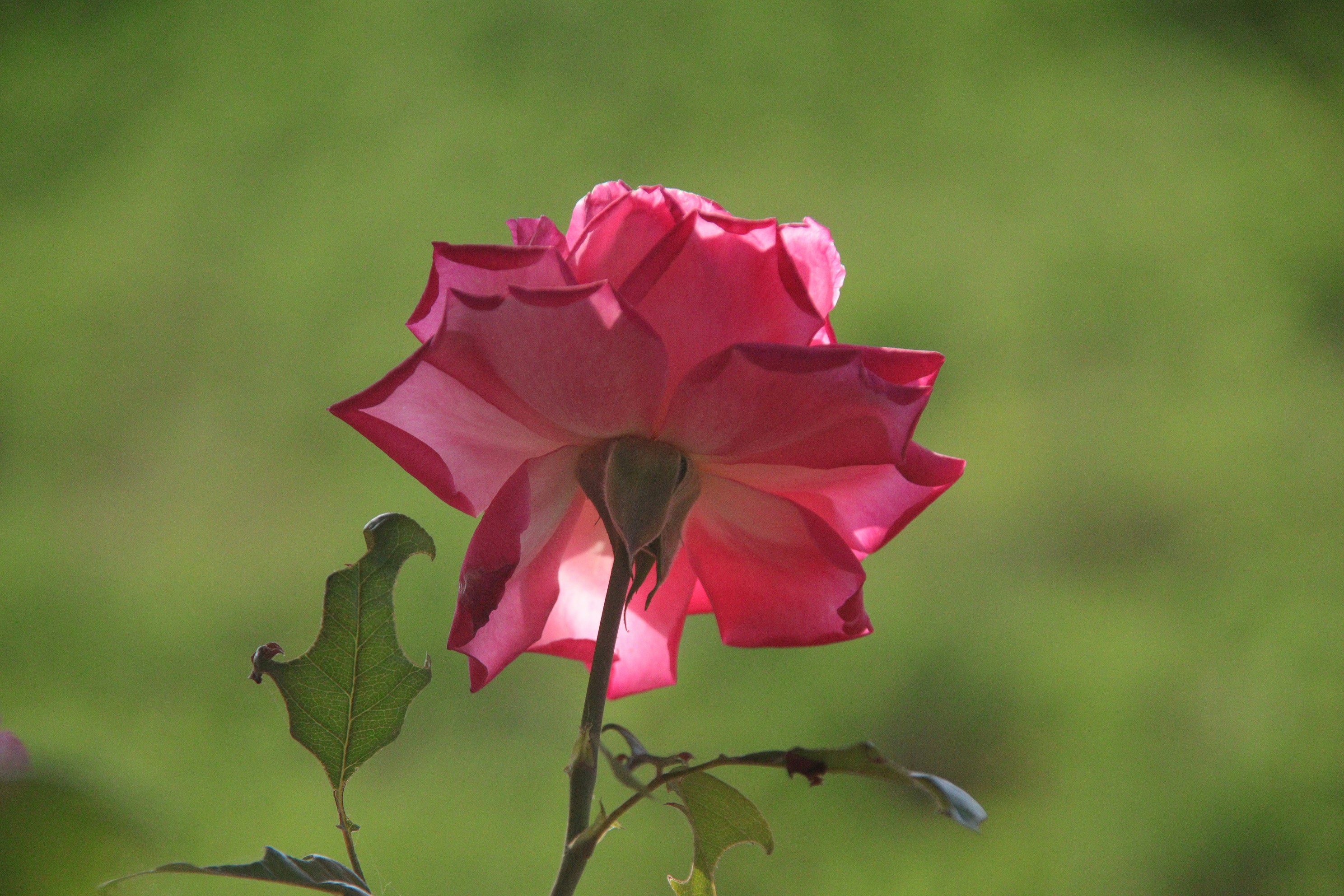 Petal Spotlight: A Pink Rose Blooming Amid Soft Green Blur