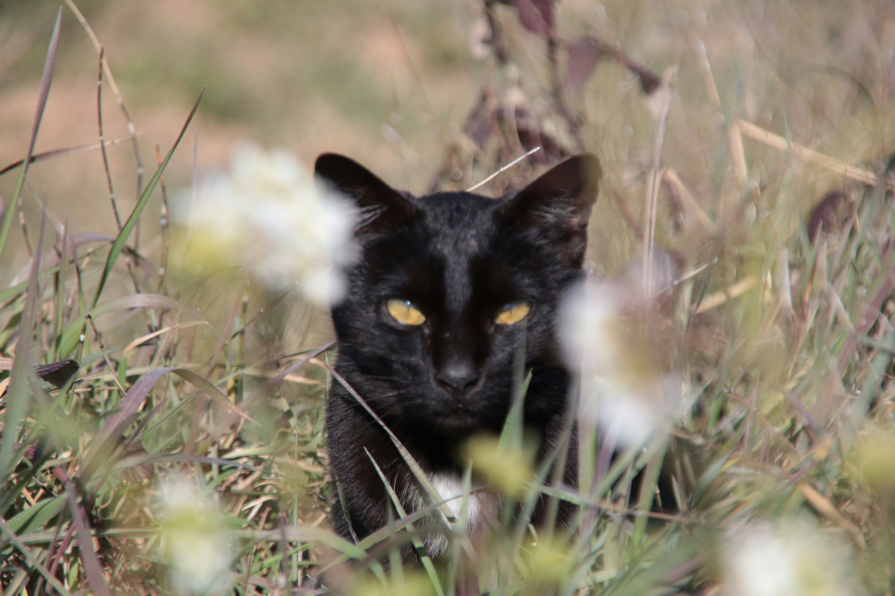 Amber Gaze Through the Weeds: A Black Cat in Quiet Grass