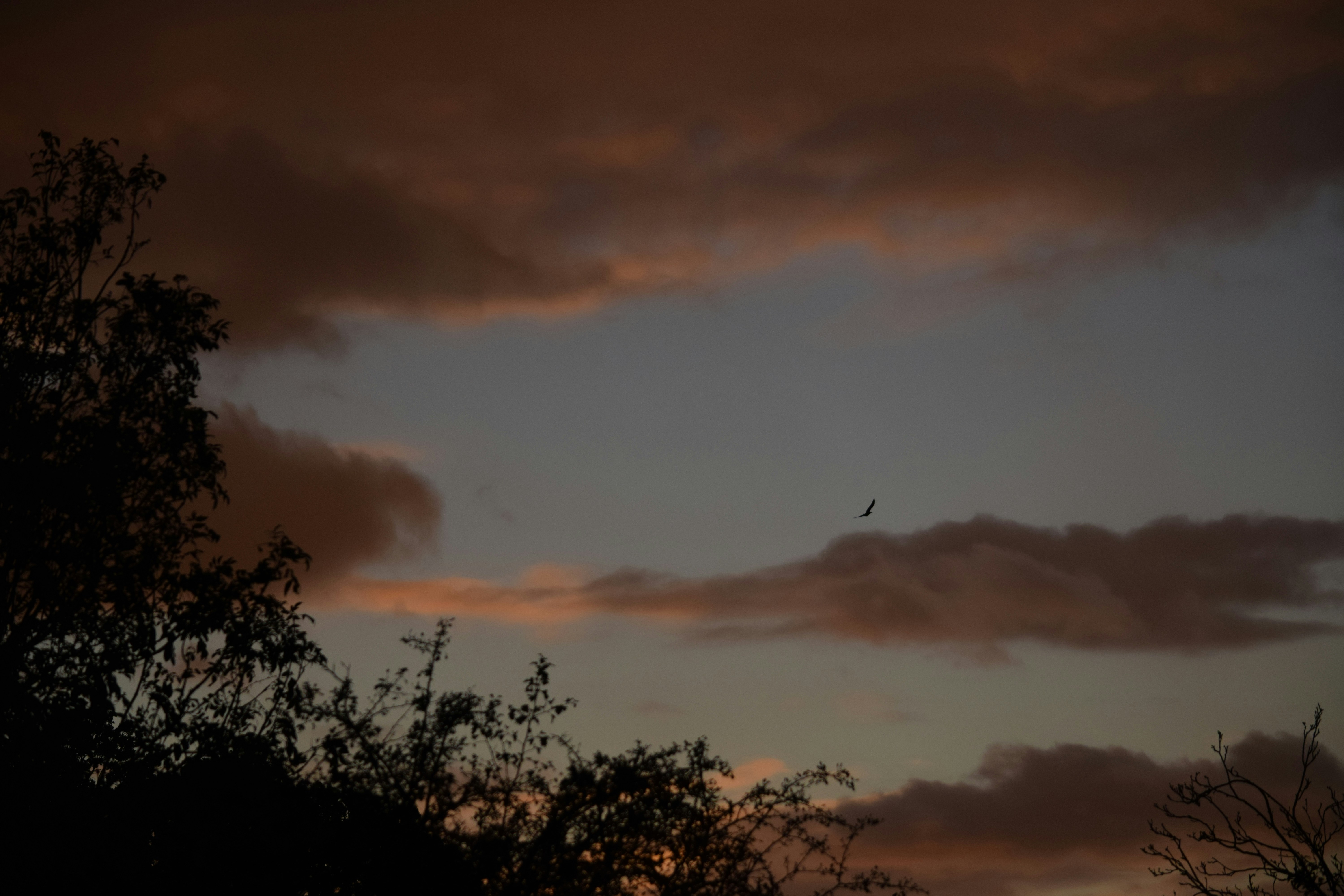 Silhouette of Trees under a Quiet Dusk Sky with a Distant Bird