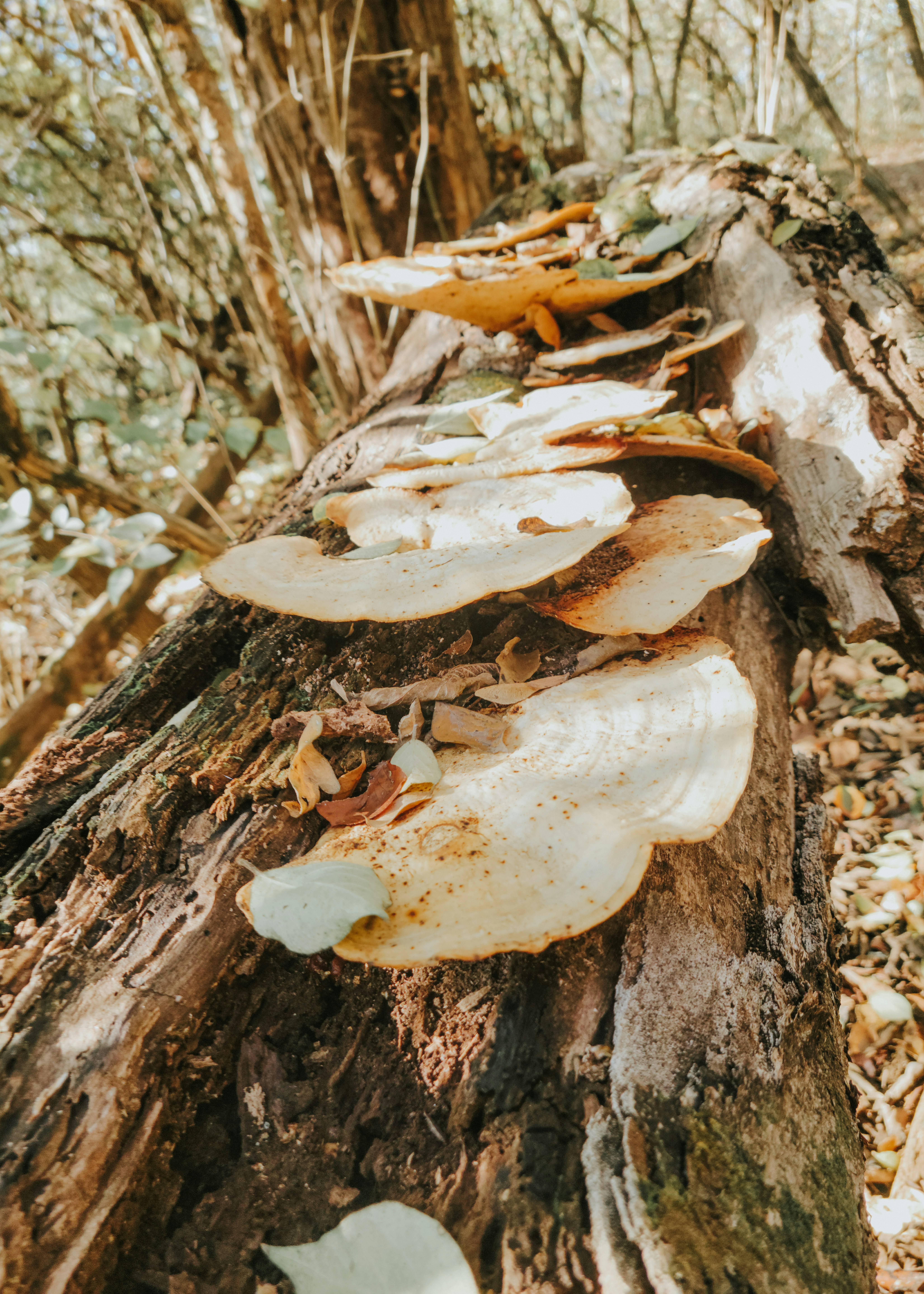 Sample photo from Samsung Galaxy S21