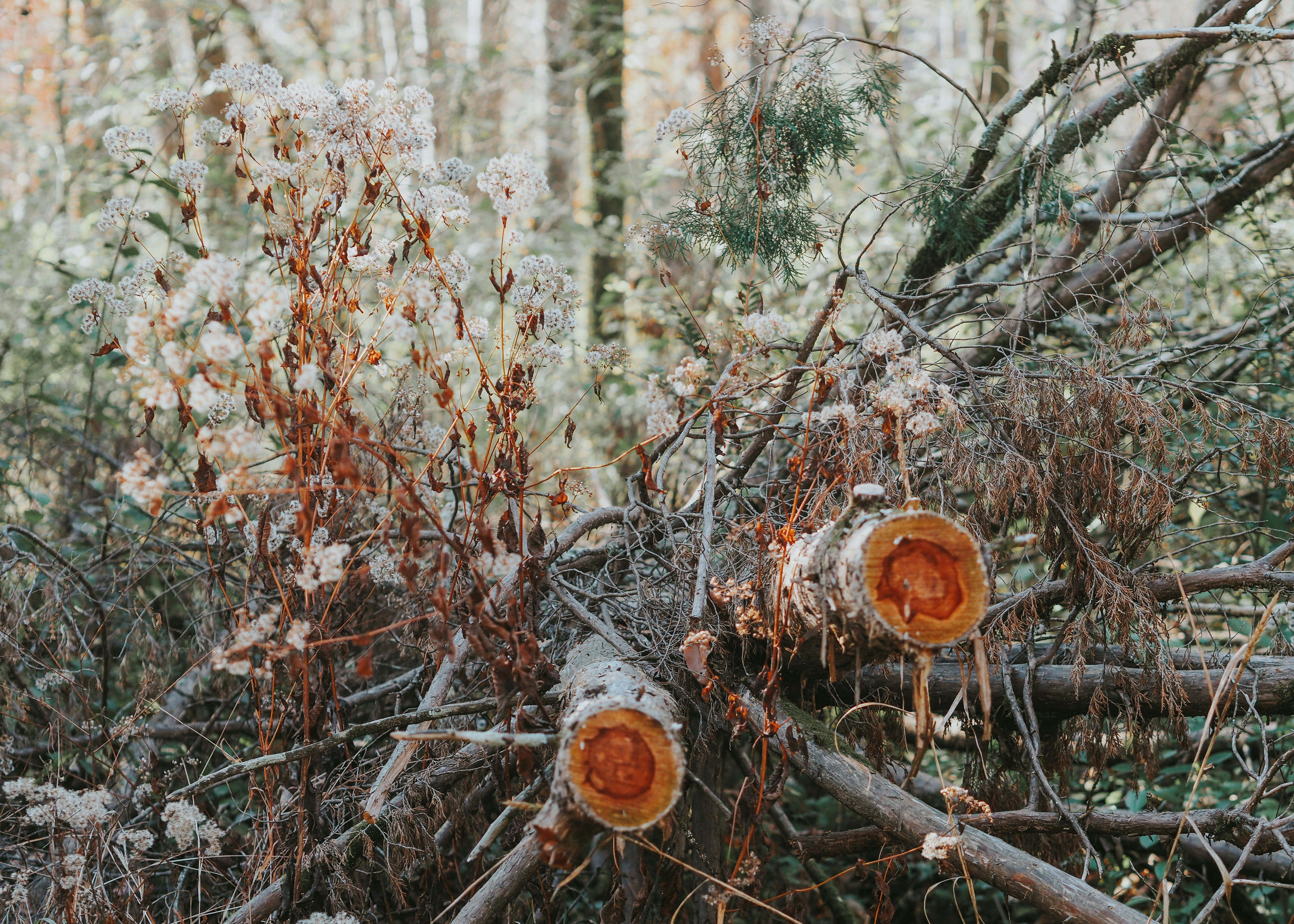 Orange Core Framed by Ice in a Frostbitten Forest