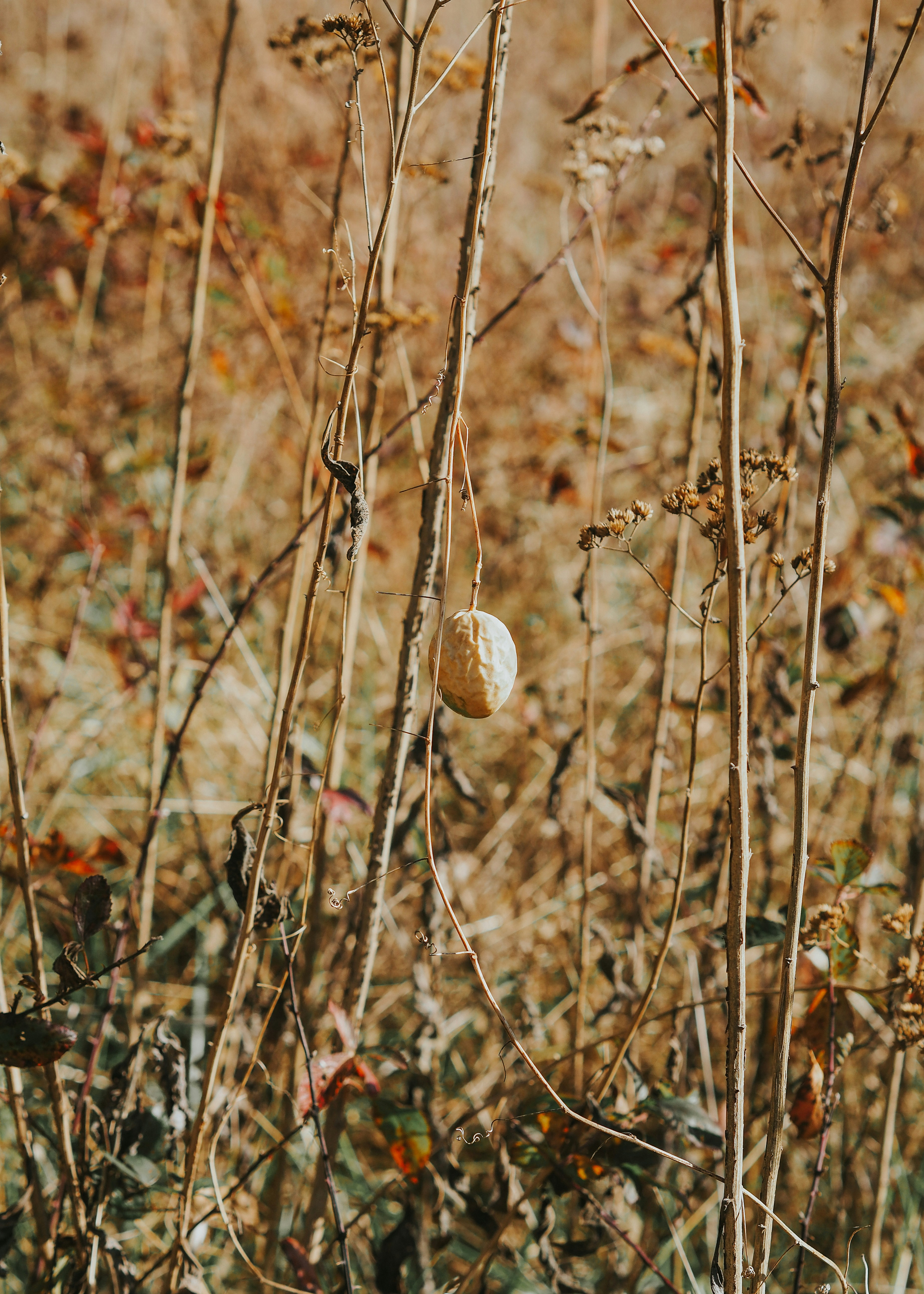 Lone Seed Pod Among Autumn Stalks