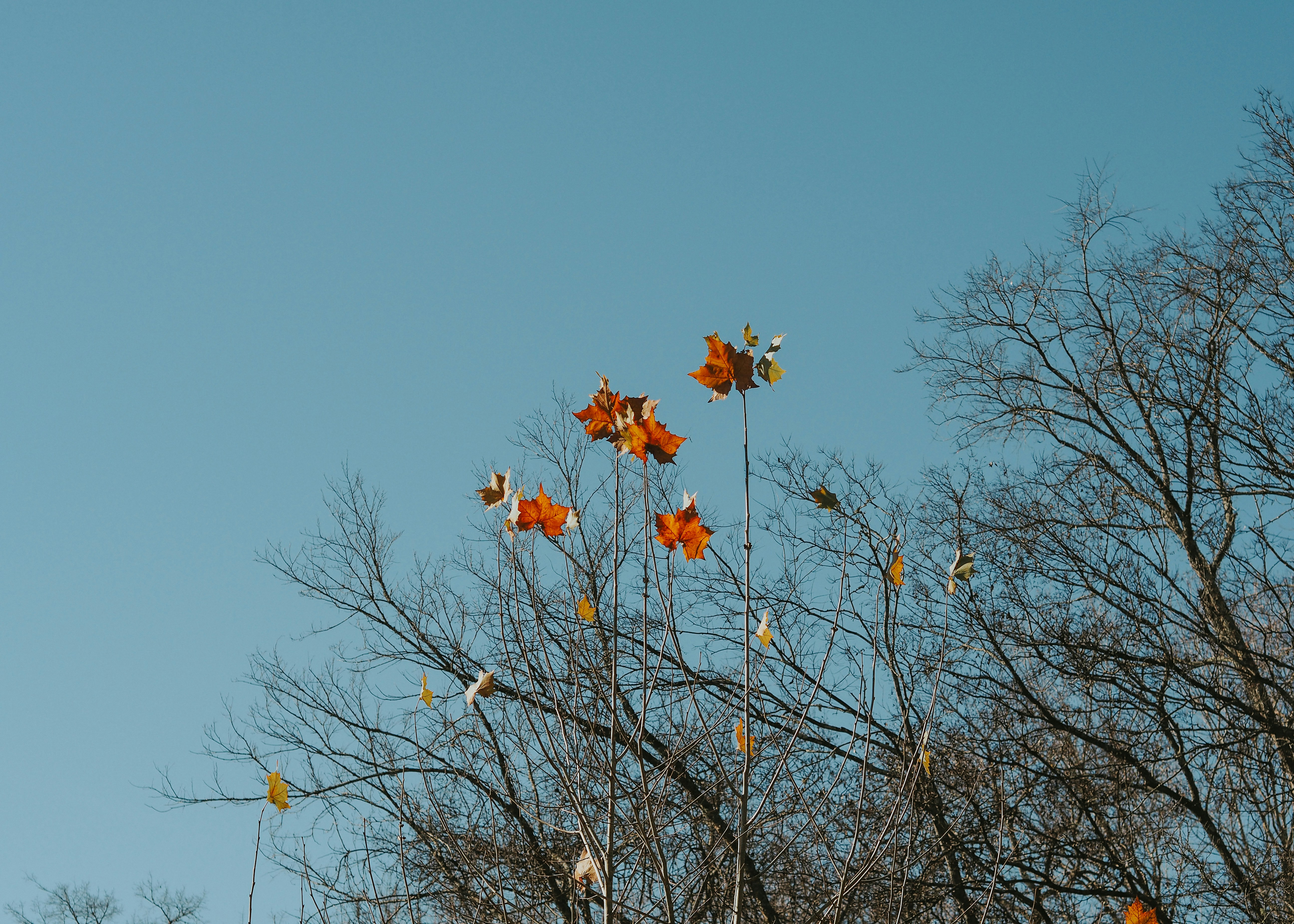Autumn's Final Leaves Adrift Above a Quiet Blue Sky