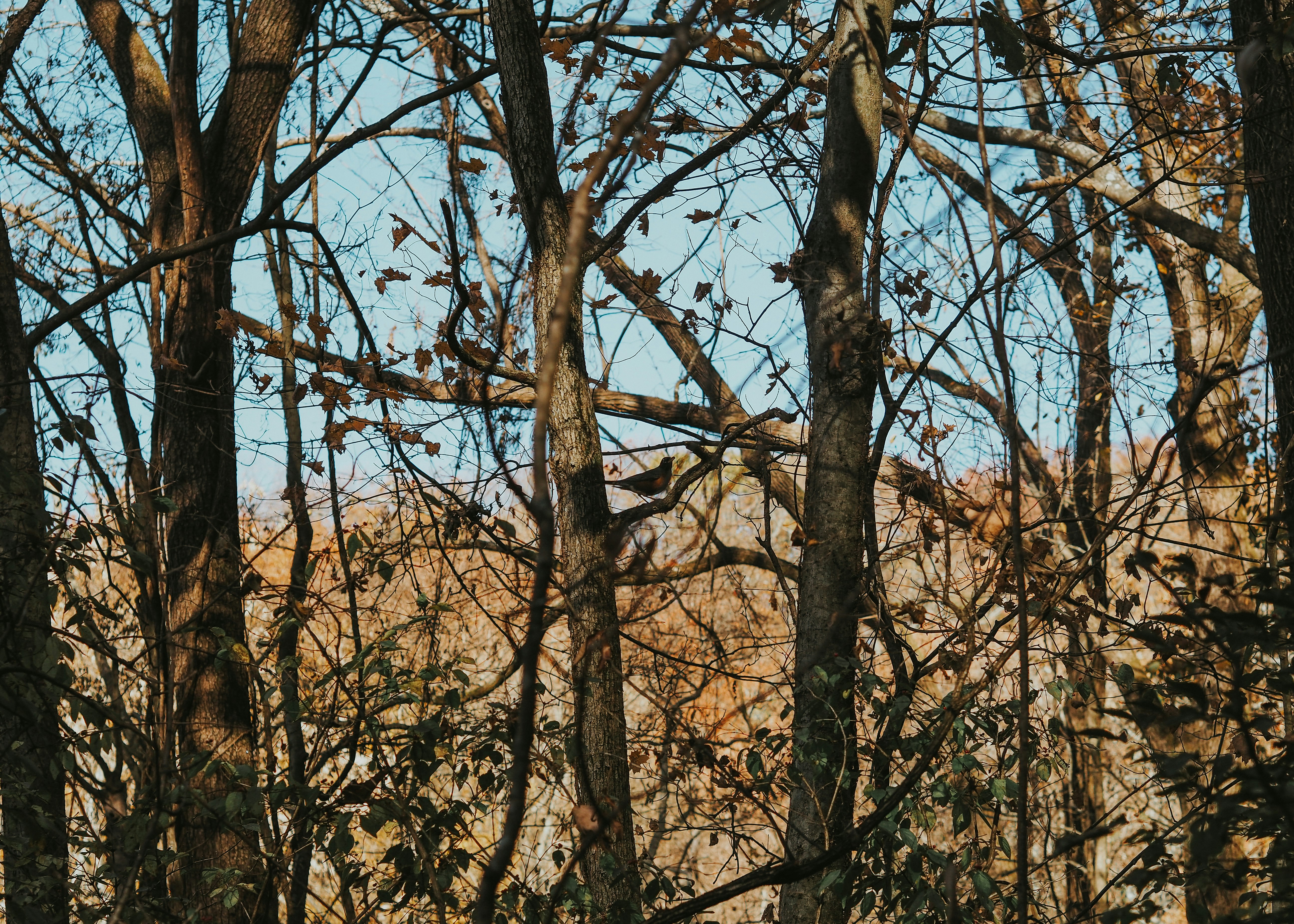 Azure Sky Peeking Through a Lattice of Winter Branches