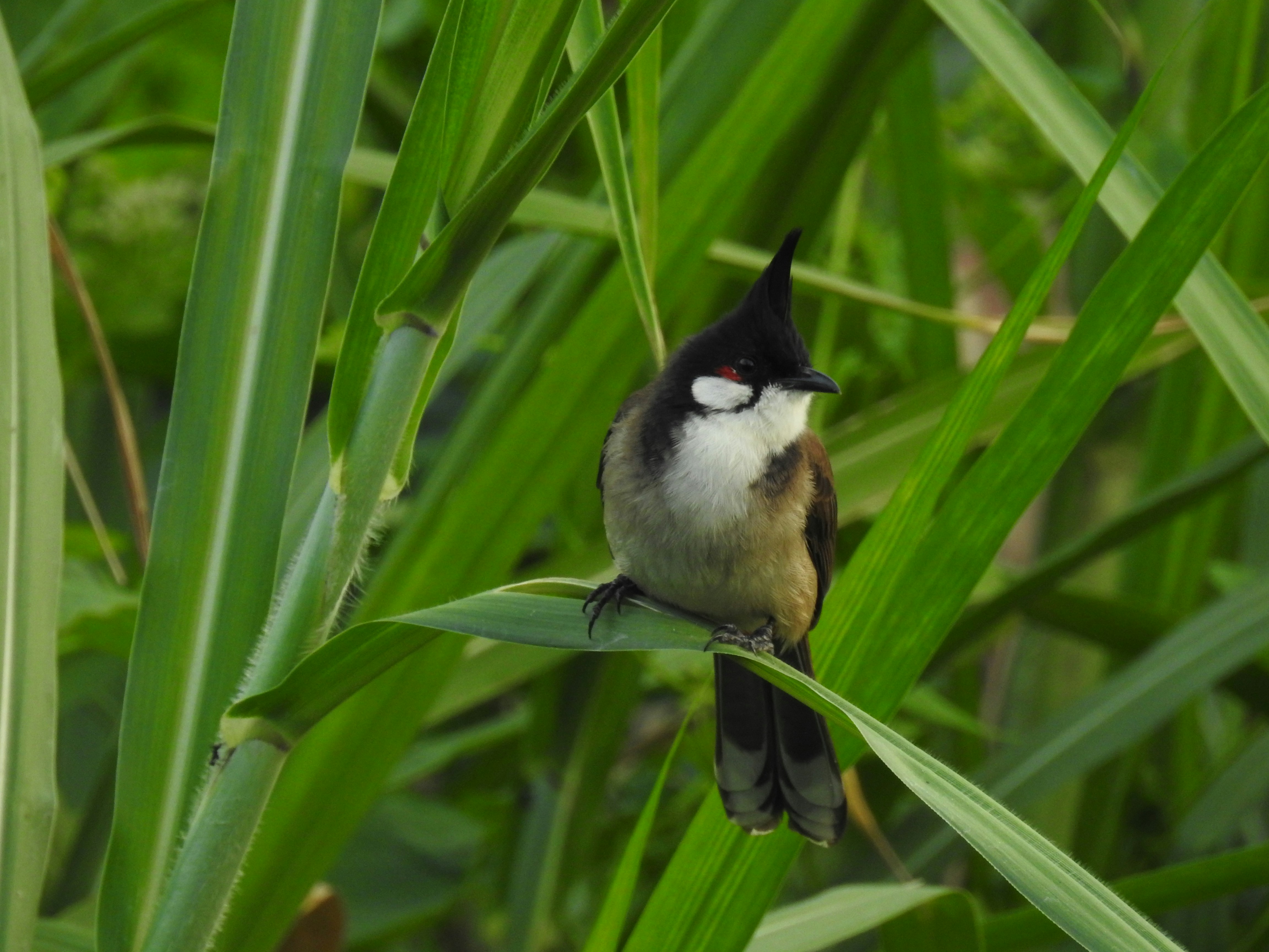 Bearded Reedling perched on a reed blade amid dense green marsh vegetation.