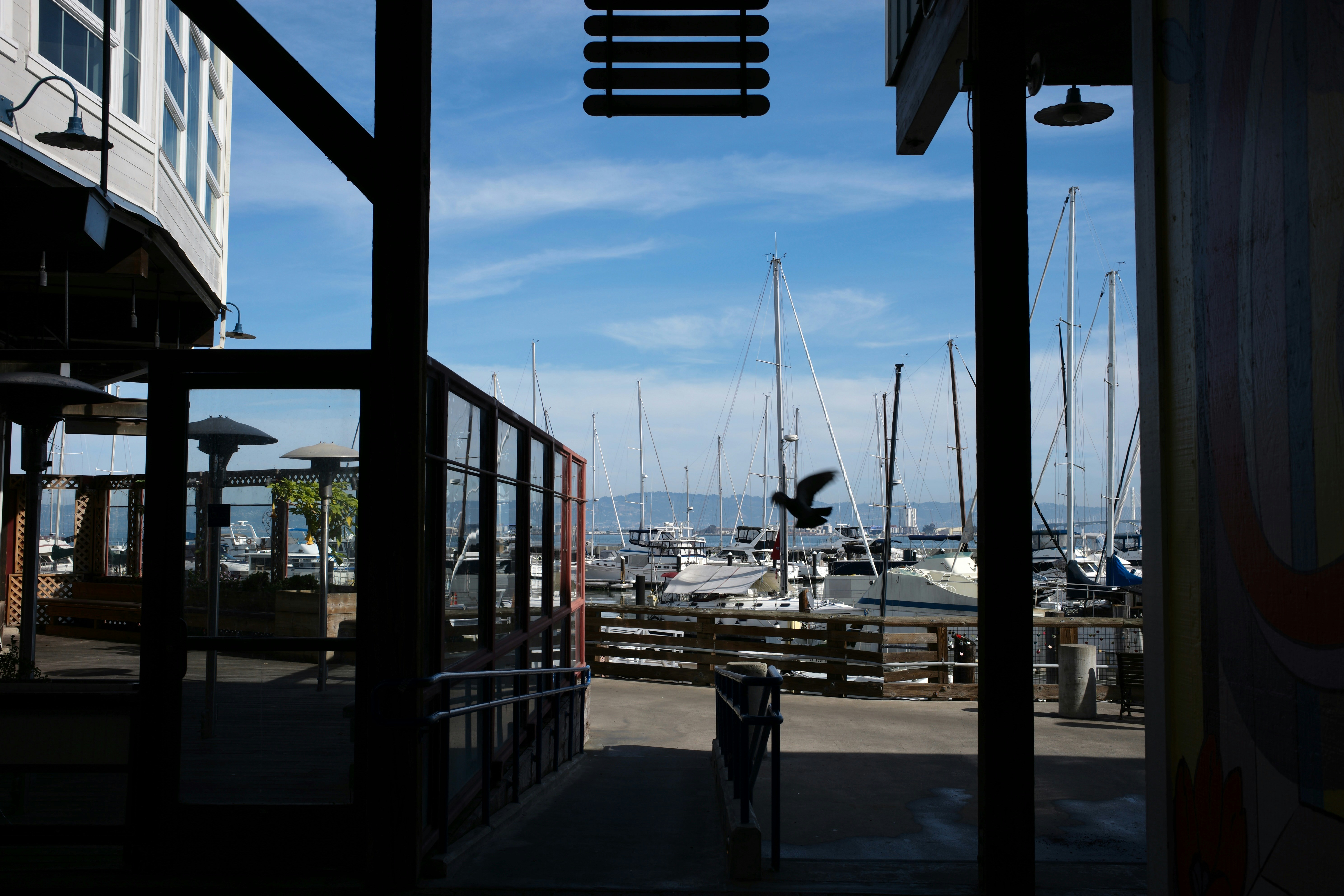 A bird flying over a marina with boats in the background photo – Free ...