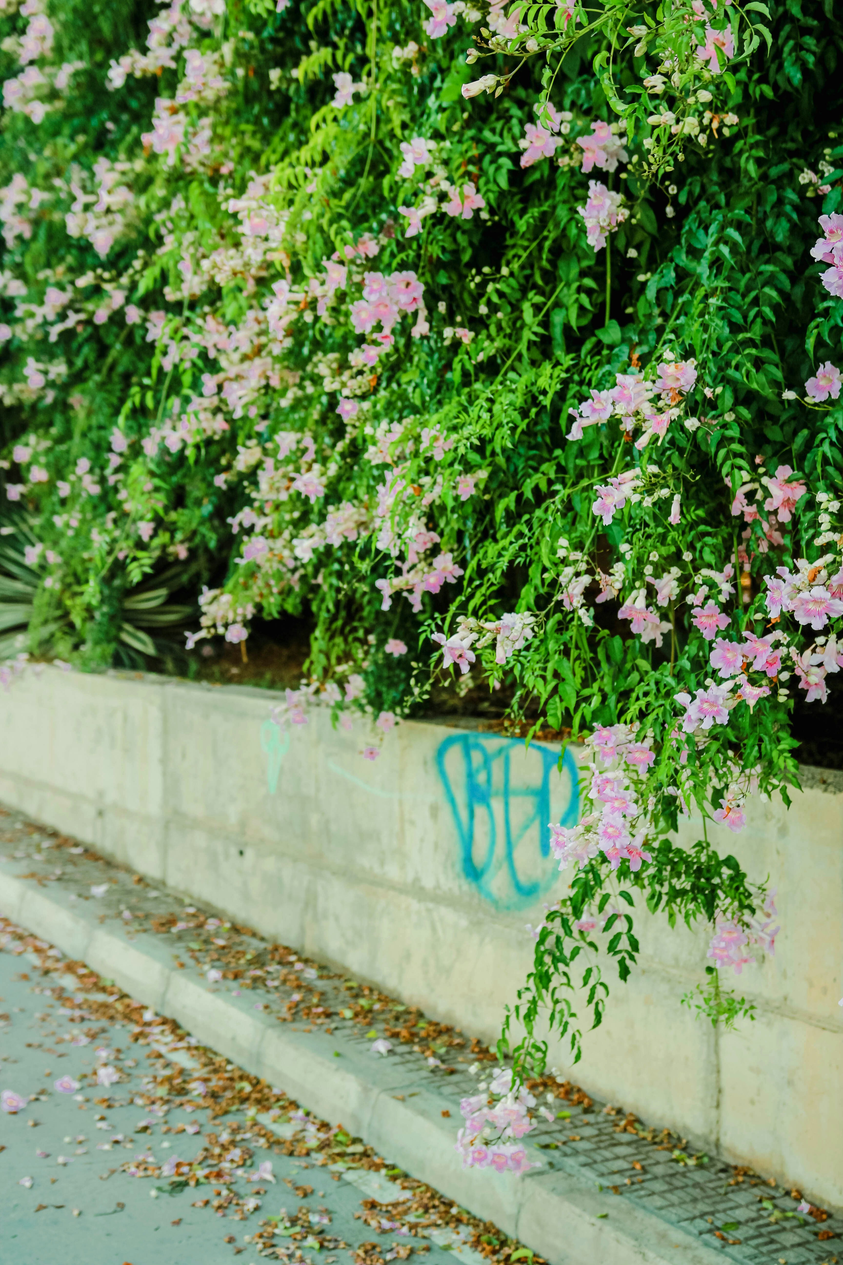 Pink Climbers Draped Over a Graffiti-Stamped Concrete Wall