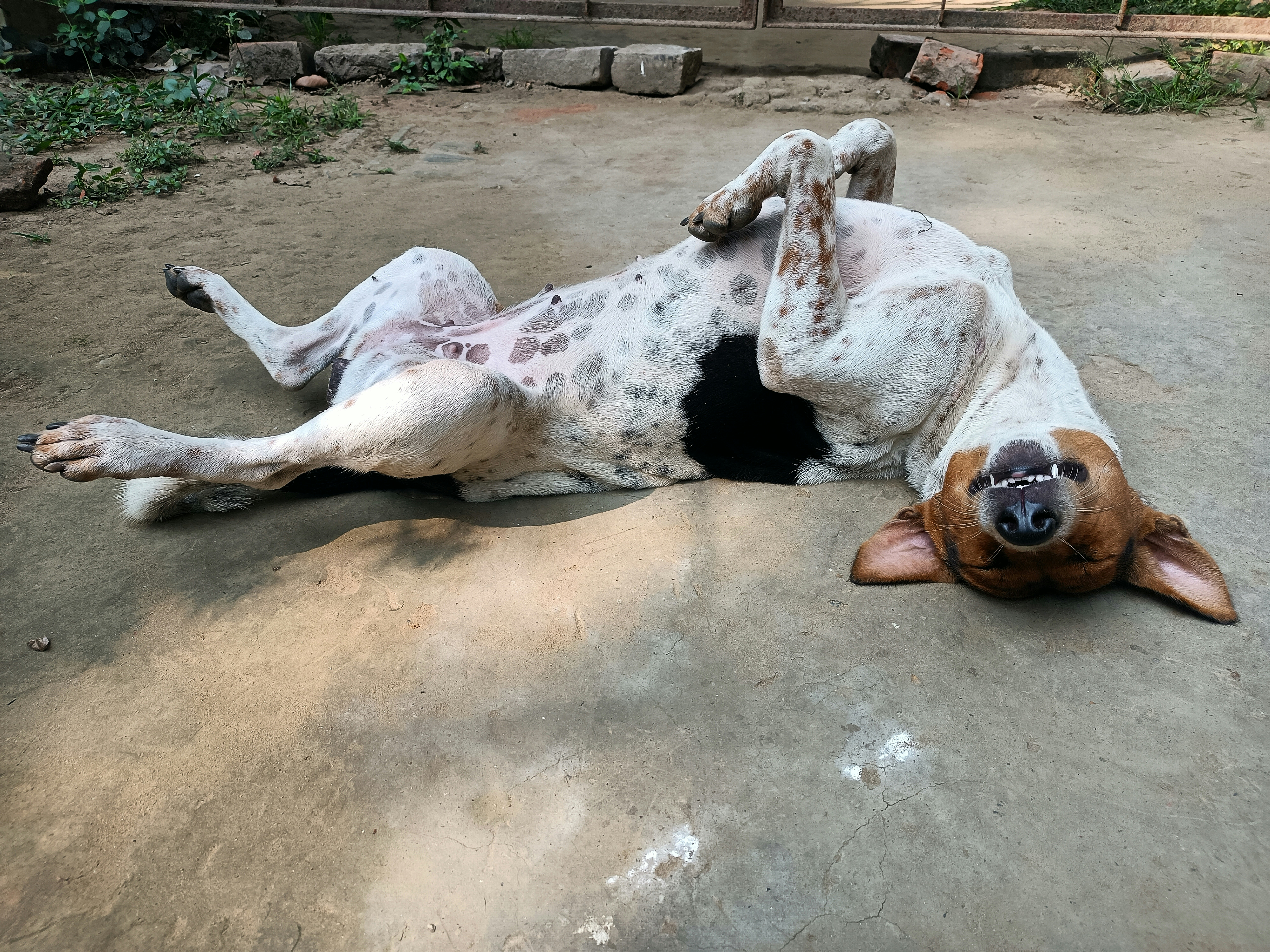 A dog laying on its back on the ground photo – Free Dog Image on Unsplash