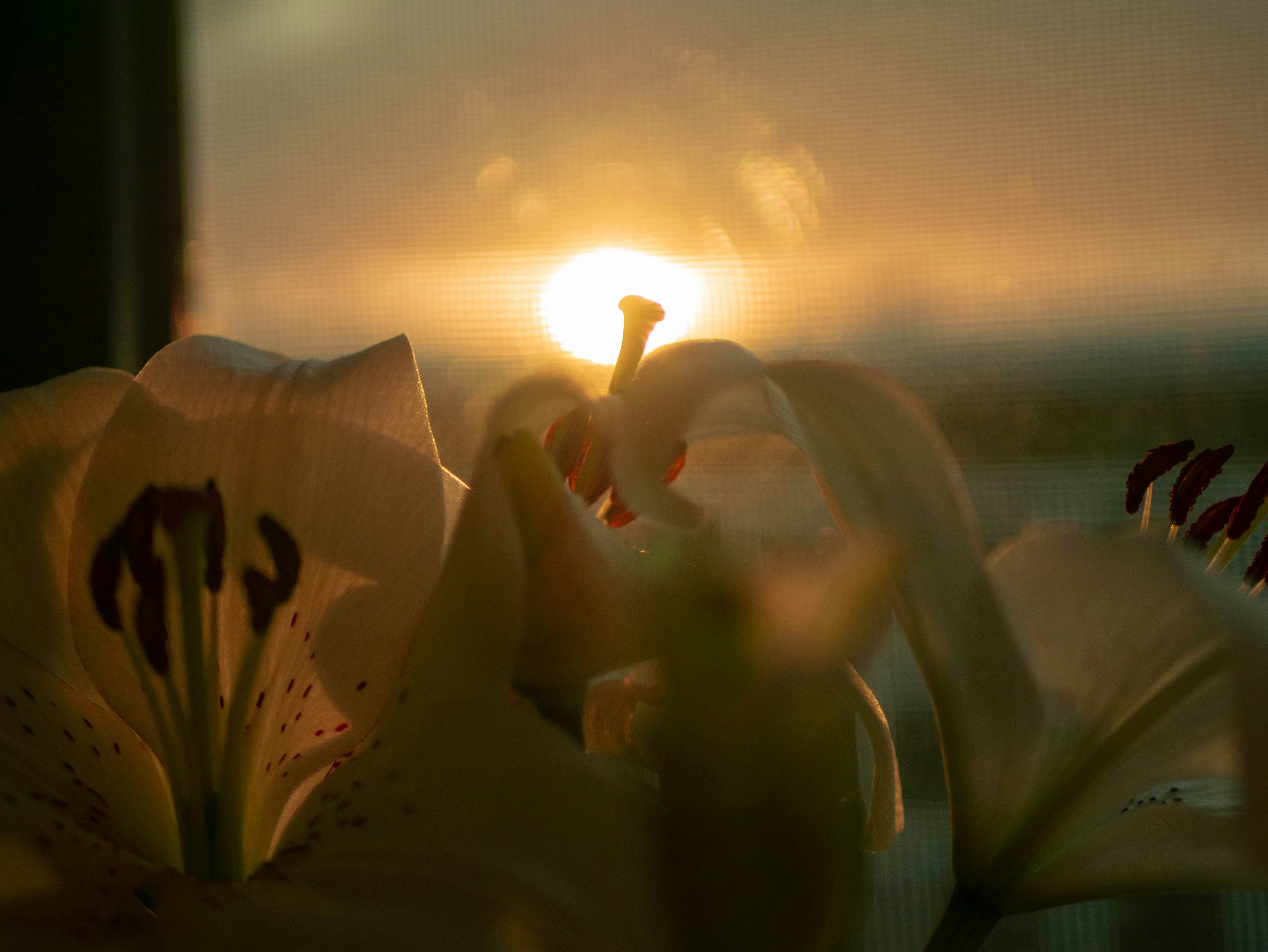 Photo by Phuc-Thanh Mai Vo with Panasonic Lumix GF9