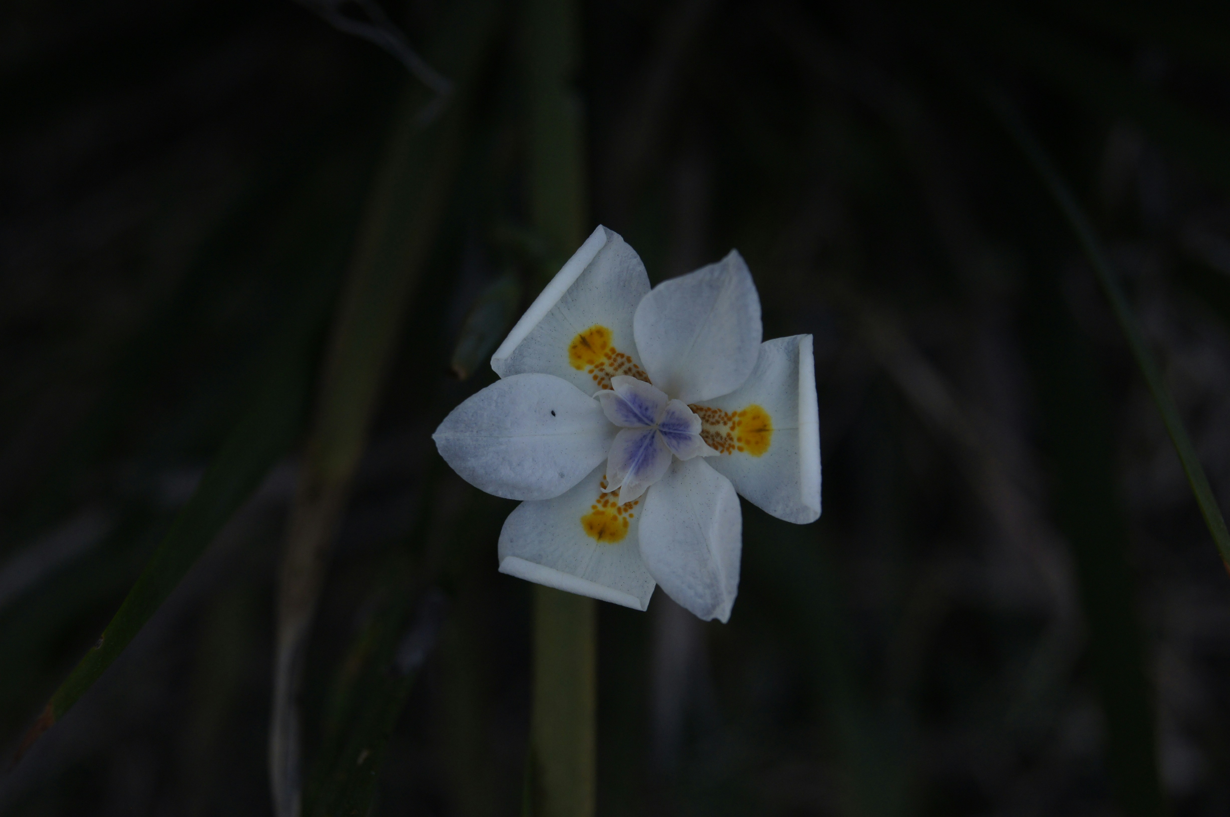 White orchid in shadow: a delicate center of bloom