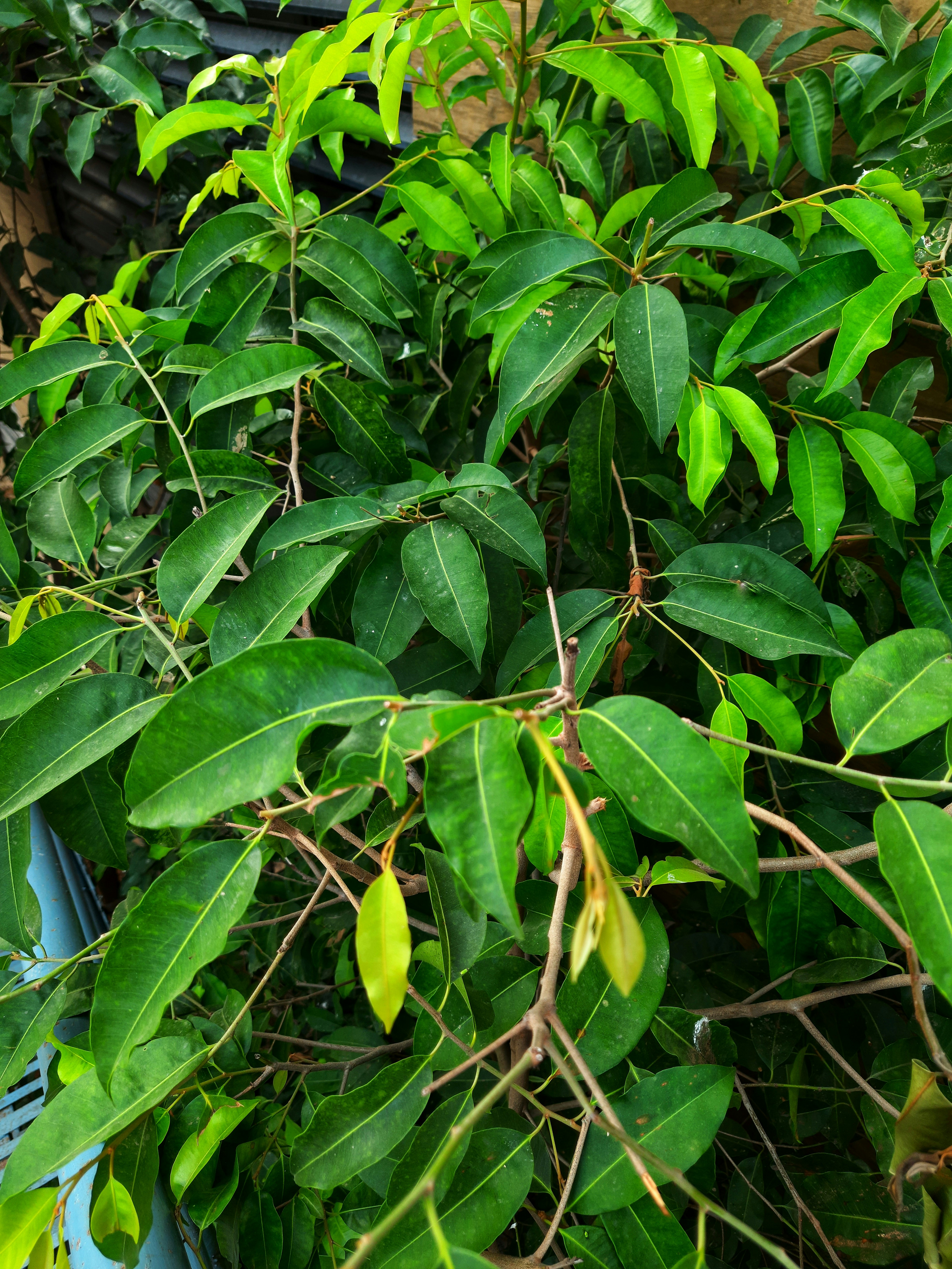 Photo by Harisankar Sahoo with Samsung Galaxy F41