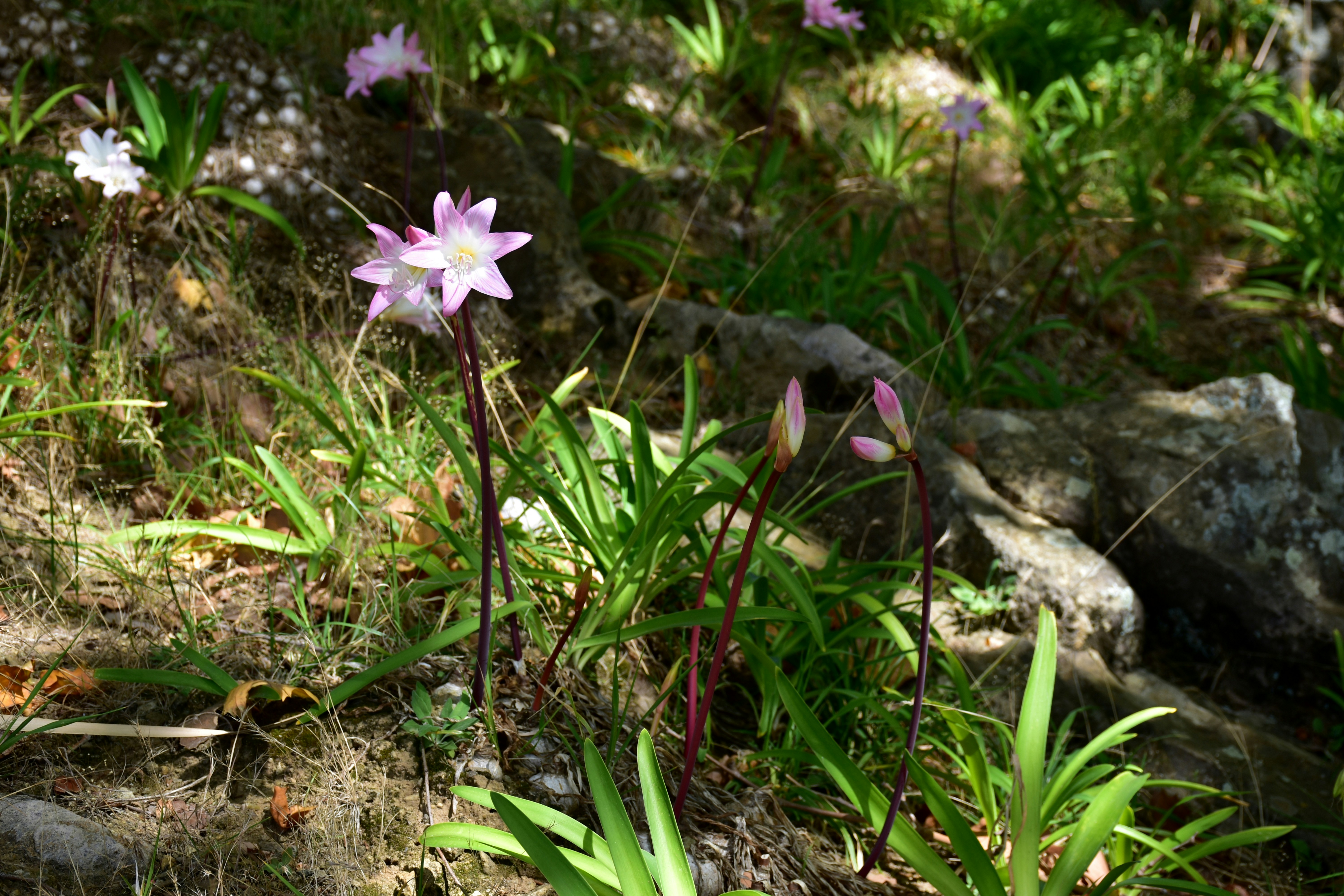 Primrose Sentinel: Pink Blooms Amid Moss and Stone