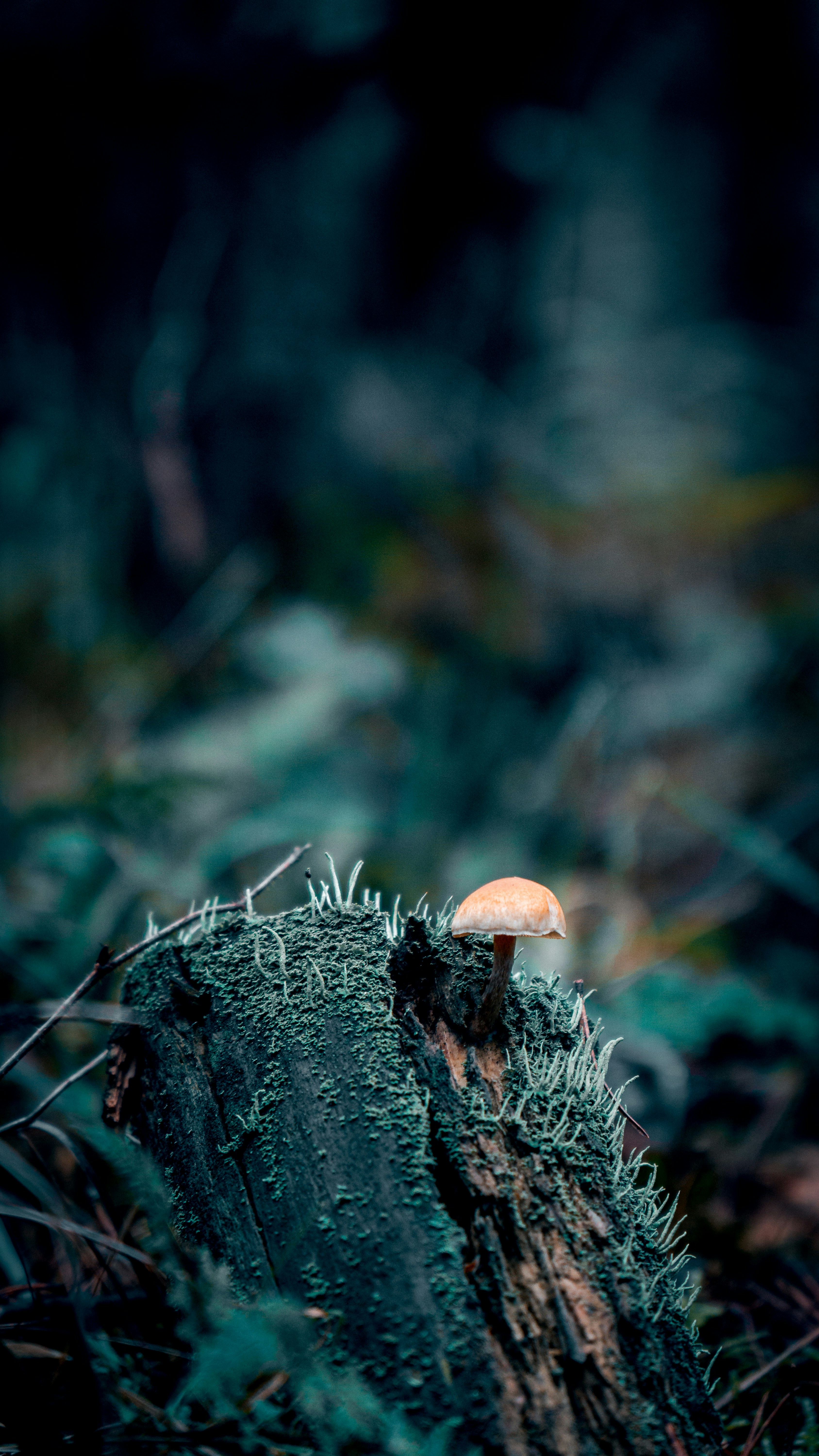 Amber-Capped Mushroom Guarding the Mossy Stump in a Shadowed Woodland