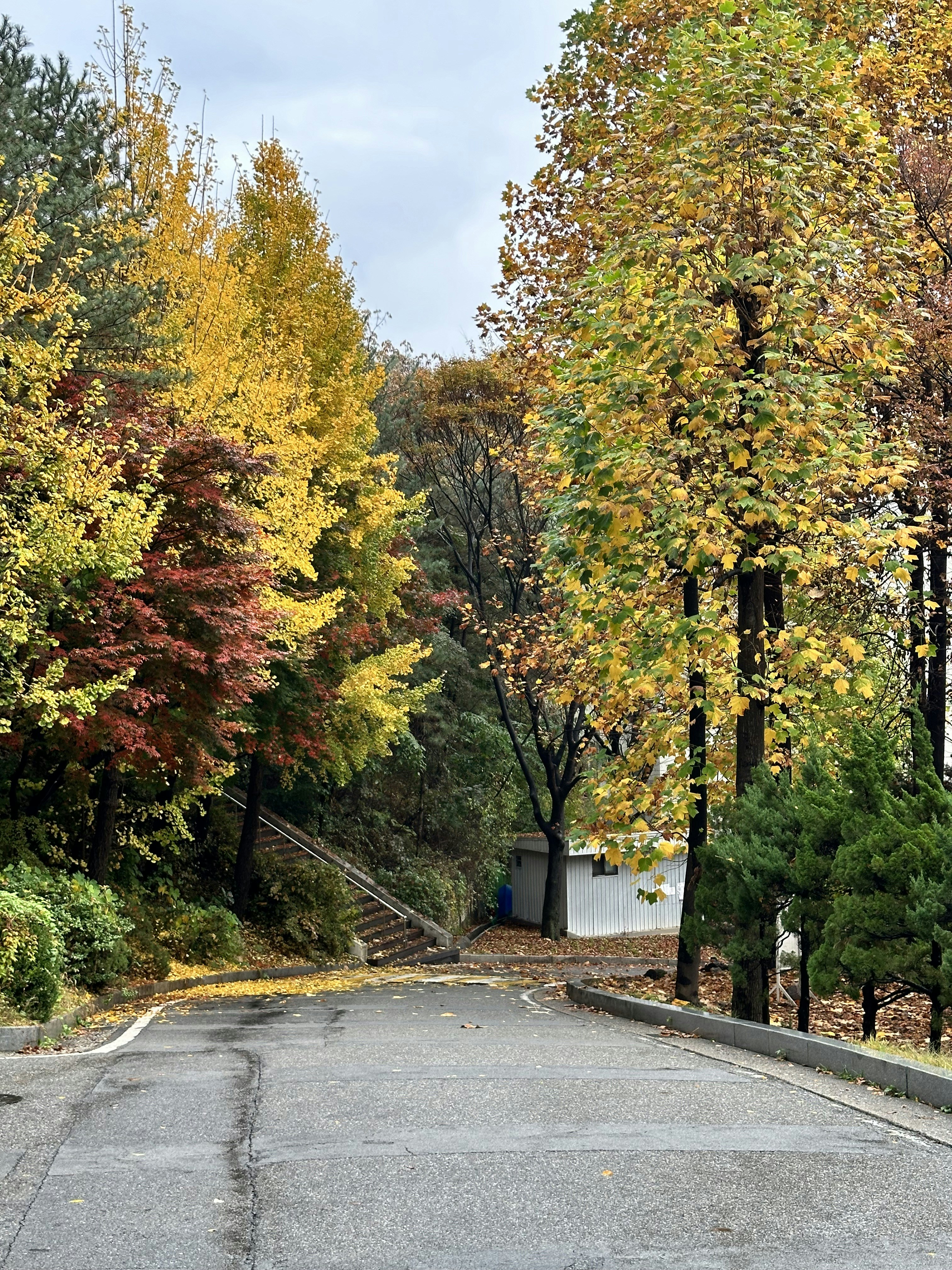Autumn Lane Beneath a Golden Canopy and a Quiet Shed