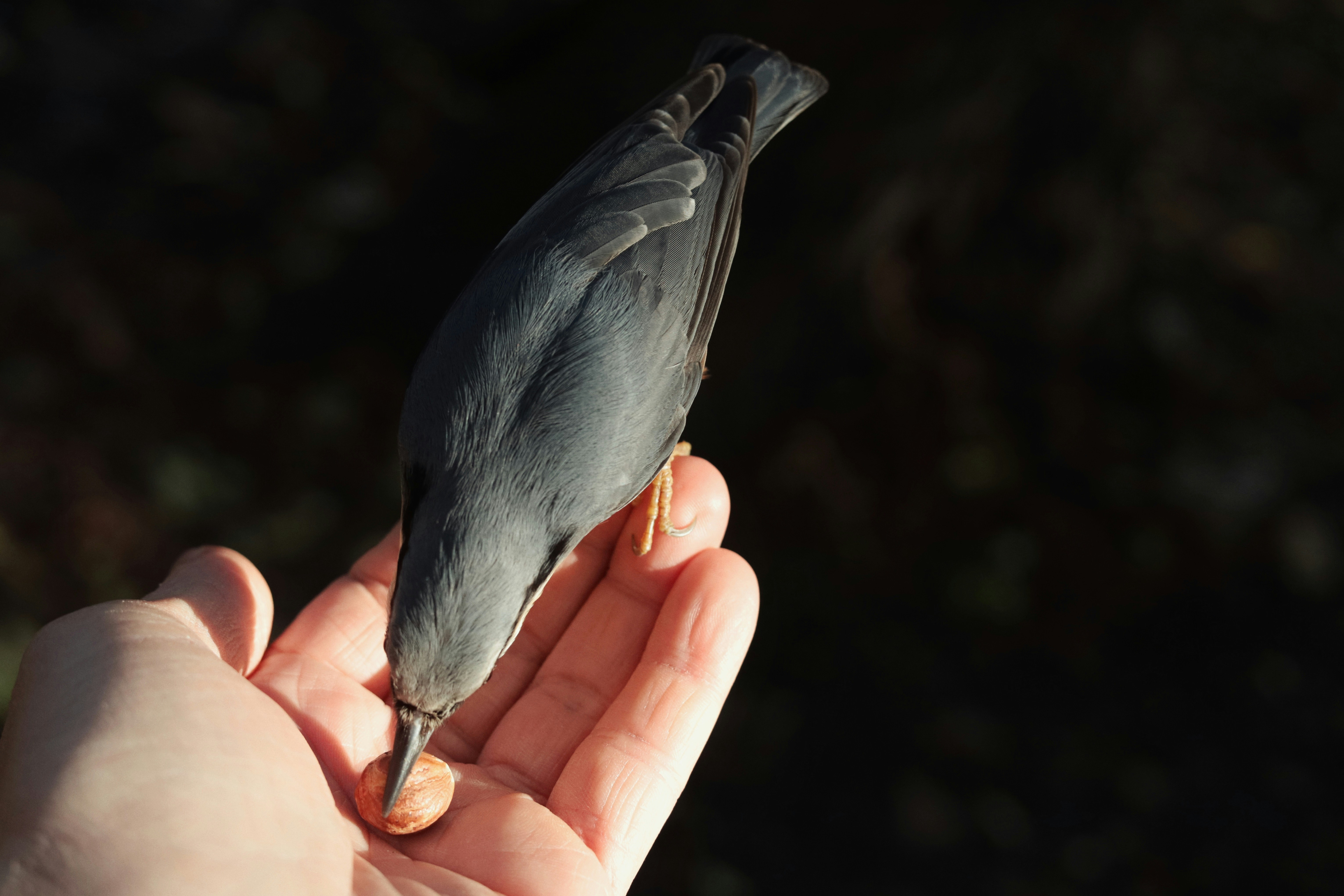 Photo by Richard Stachmann with Canon EOS RP