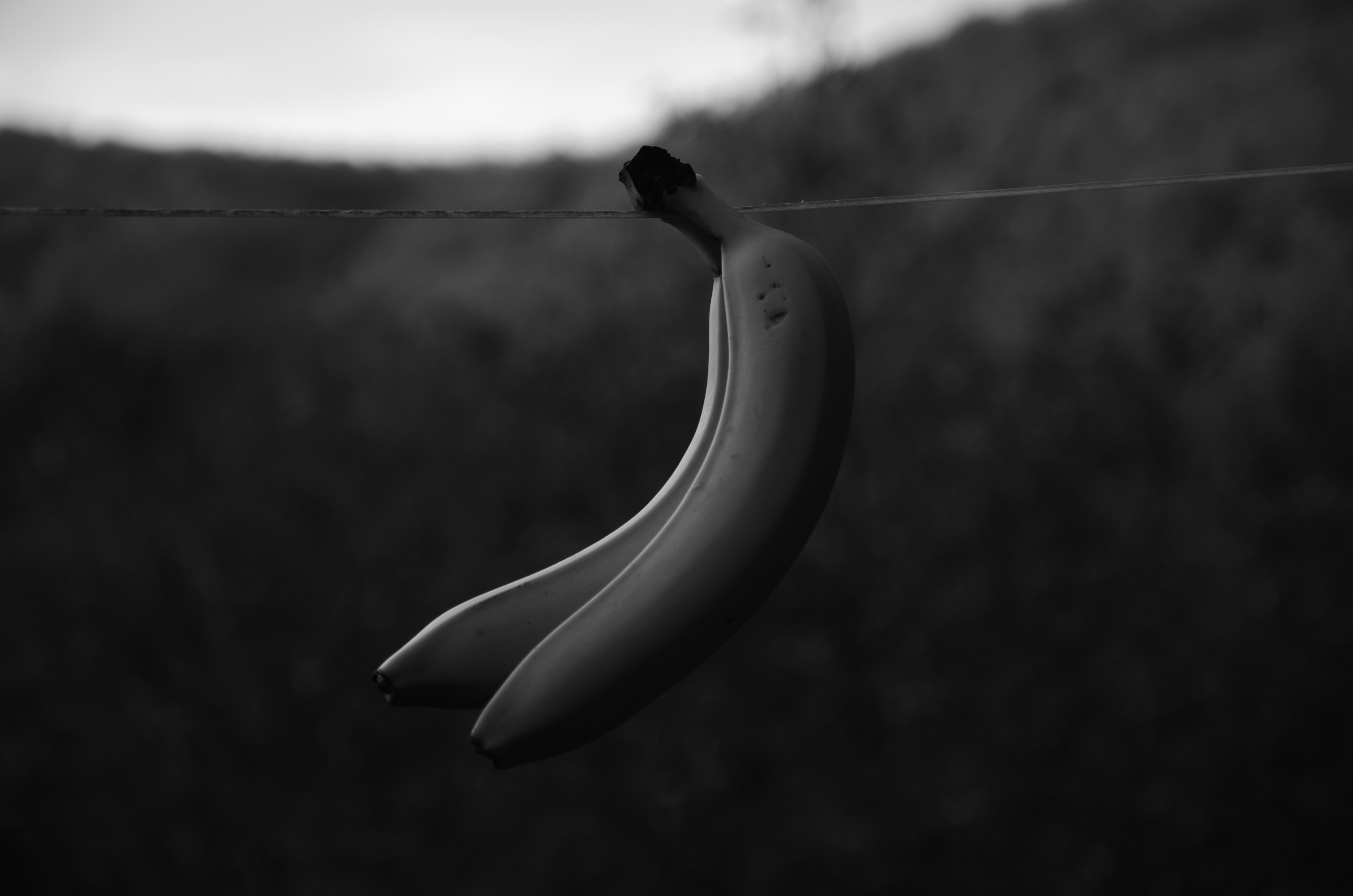 Monochrome Banana on a Wire: A Quiet Still Life