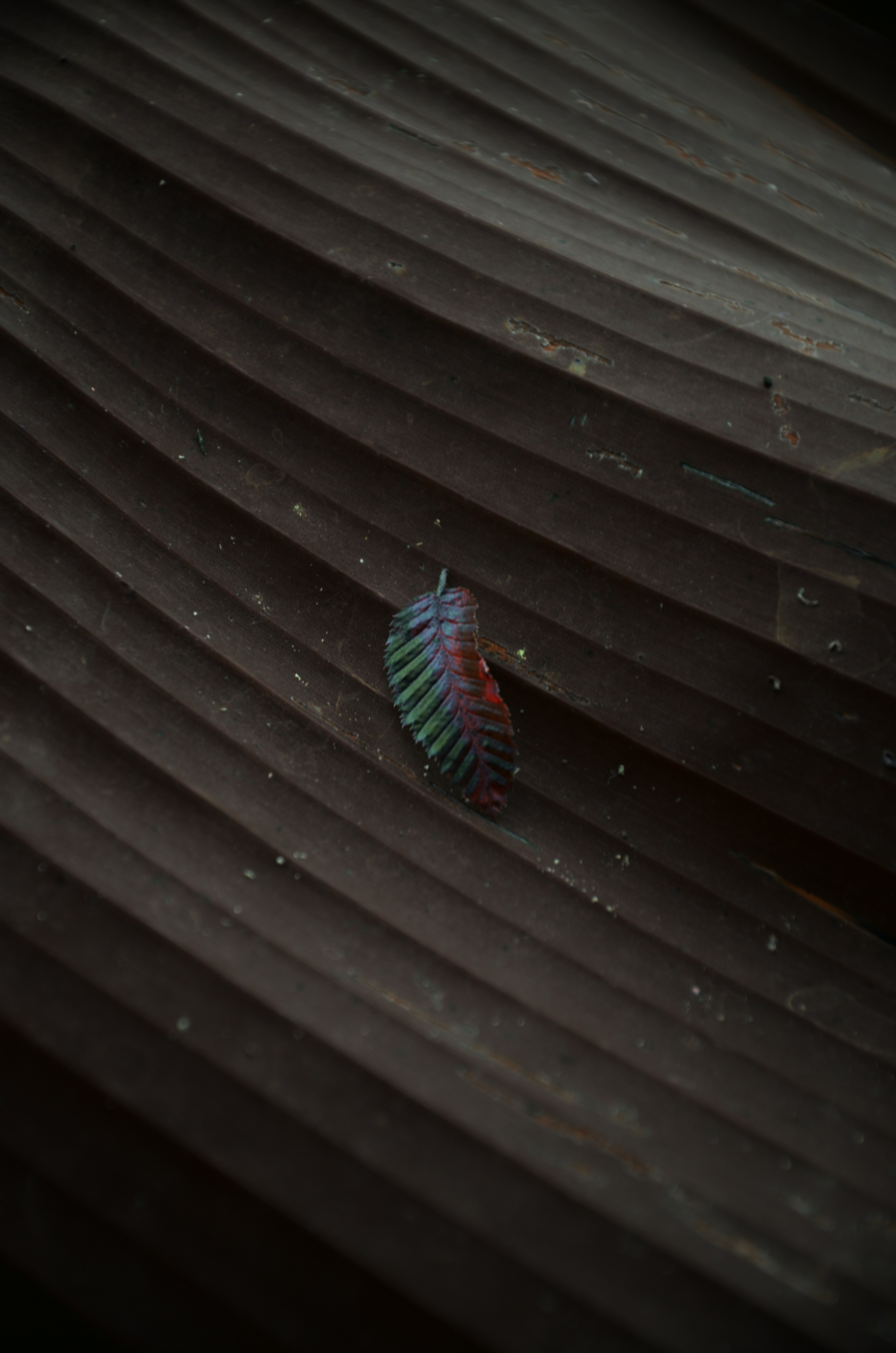 Multicolored Leaf Resting on Dark Corrugated Surface