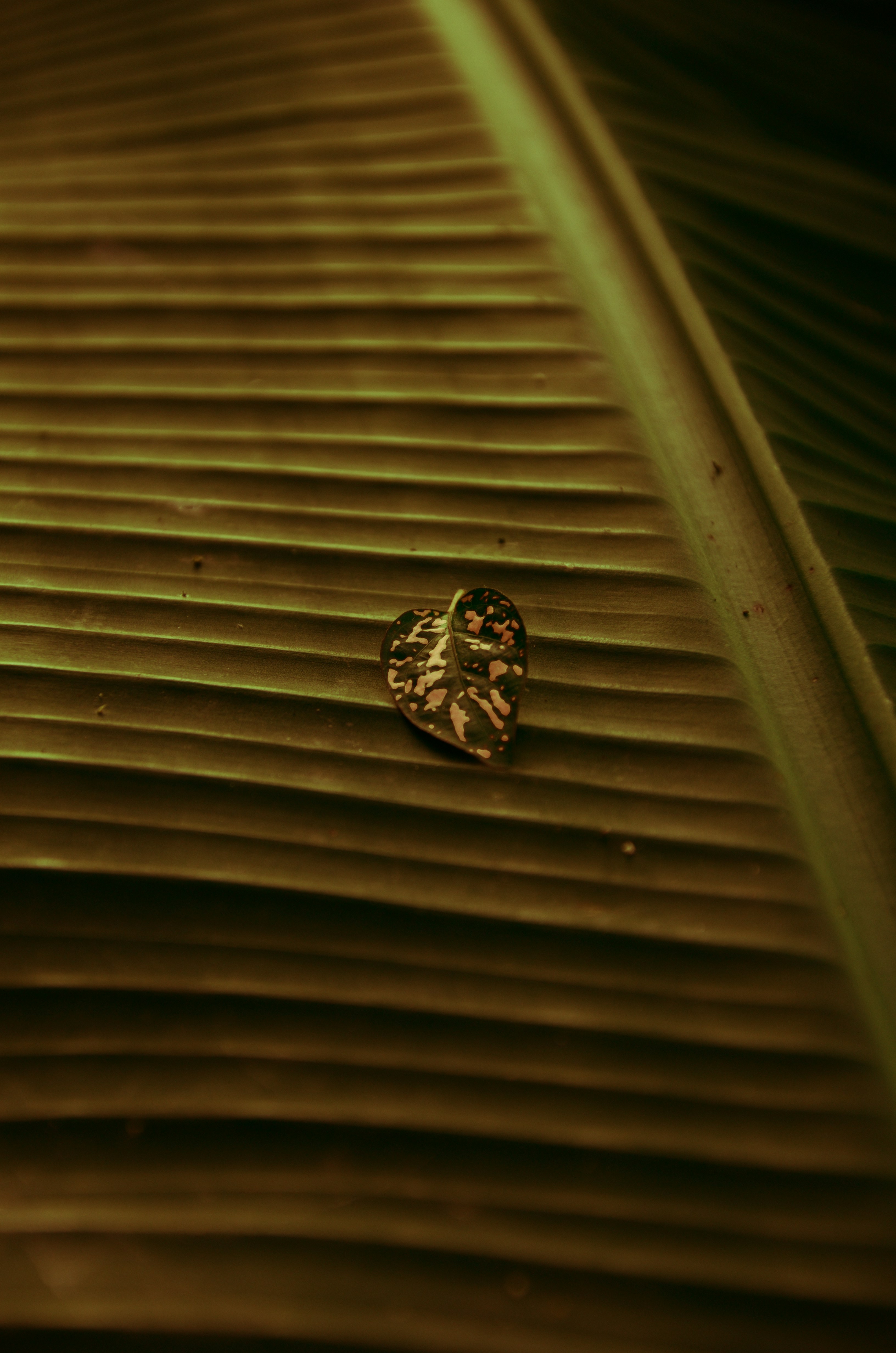 Heart-Shaped Speckle on a Golden Leaf: a micro-macro portrait