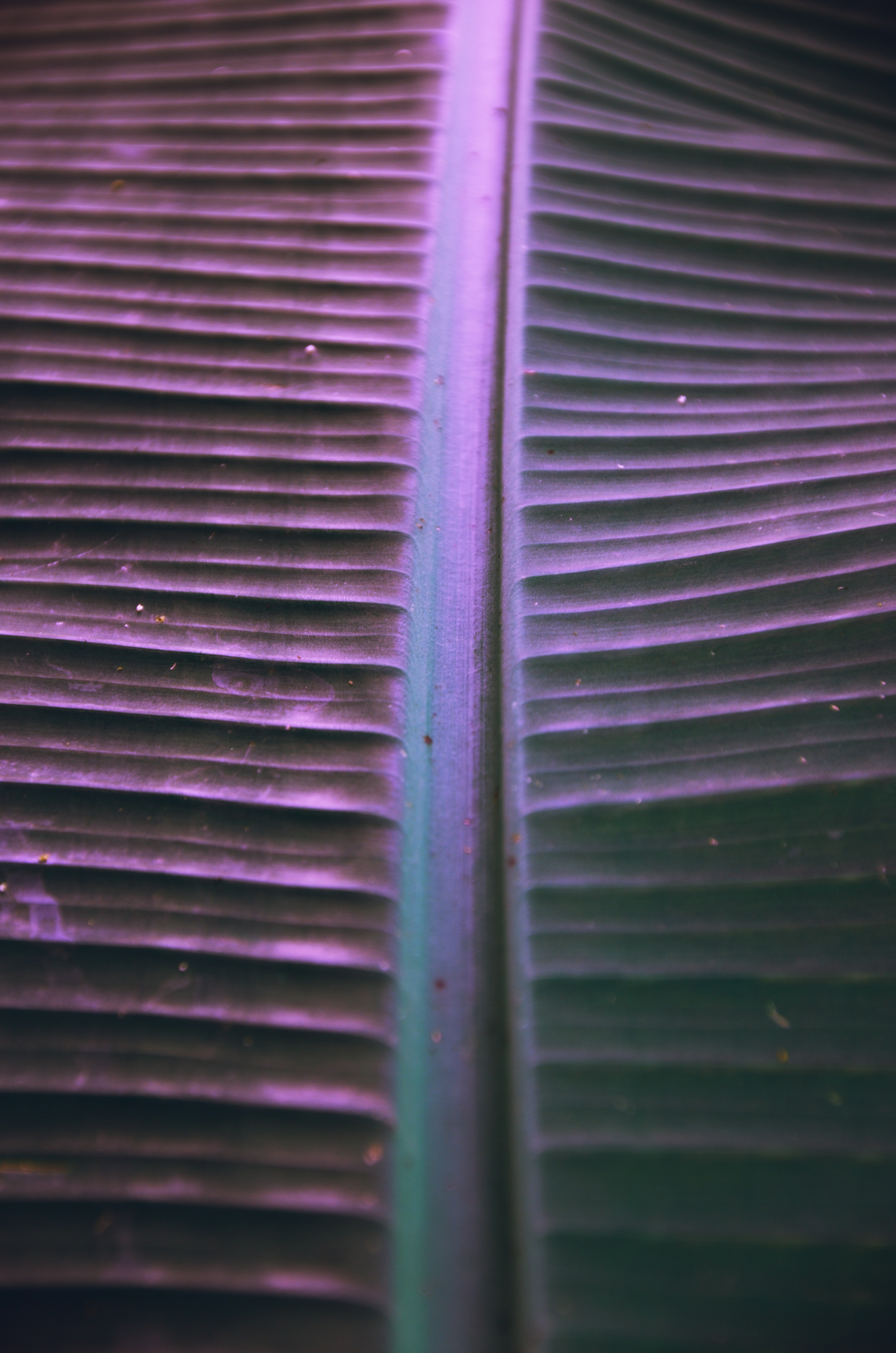 Electric Veins: A Magnetic Dual-Strip Macro