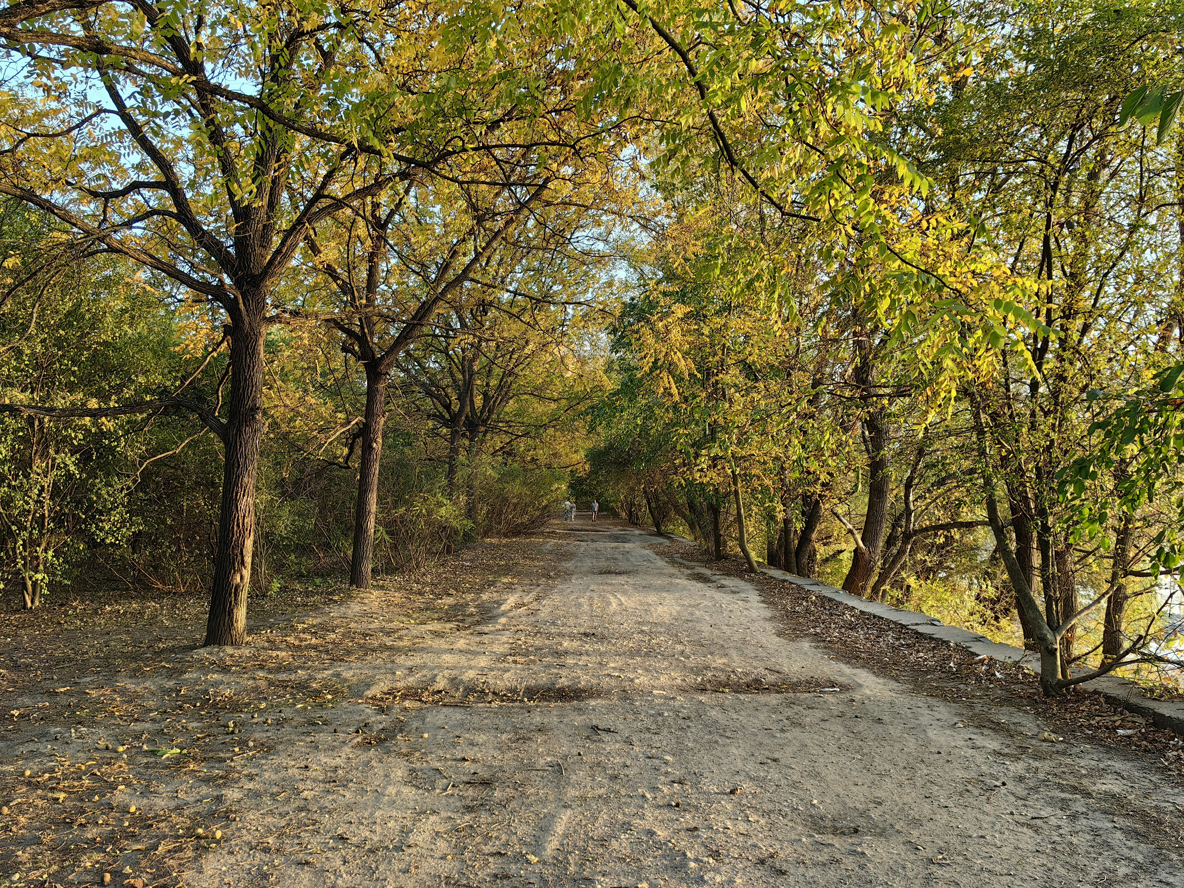 Autumn Lane: Sunlit Path Beneath a Canopy of Gold and Green