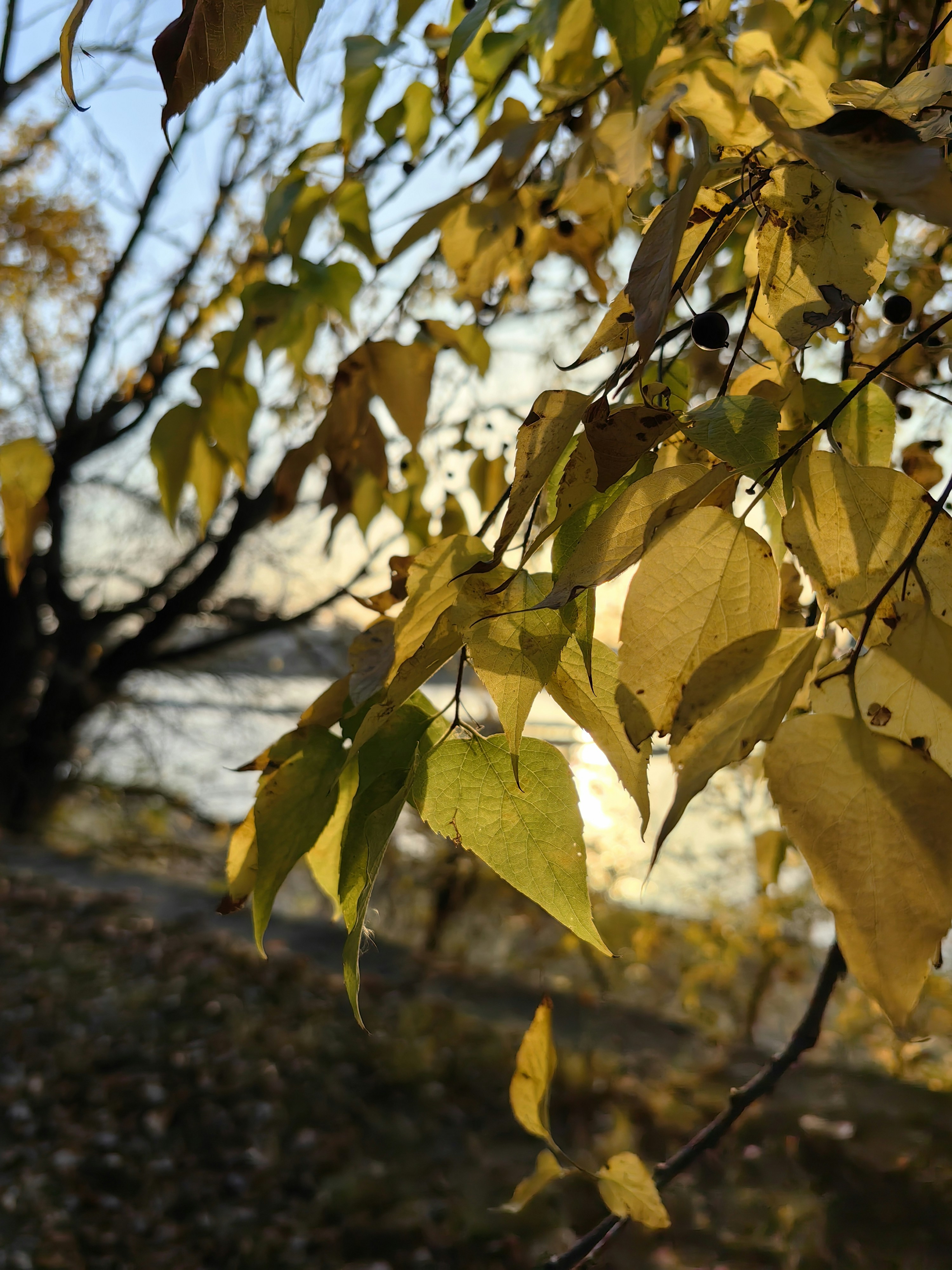 Backlit Golden Foliage: Quiet Branches in Autumn Light