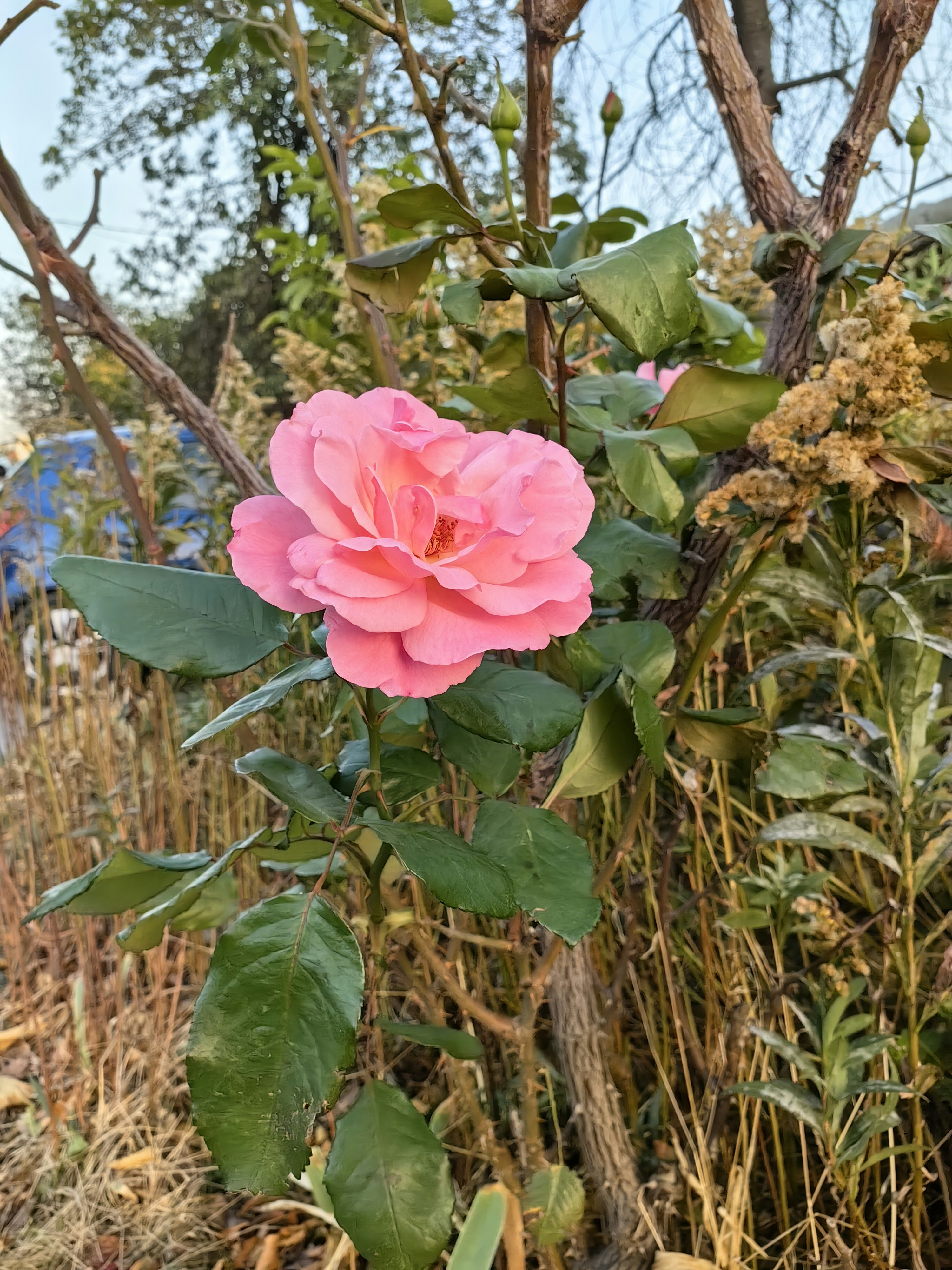 Bloom Portrait: pink garden rose amid dried grasses