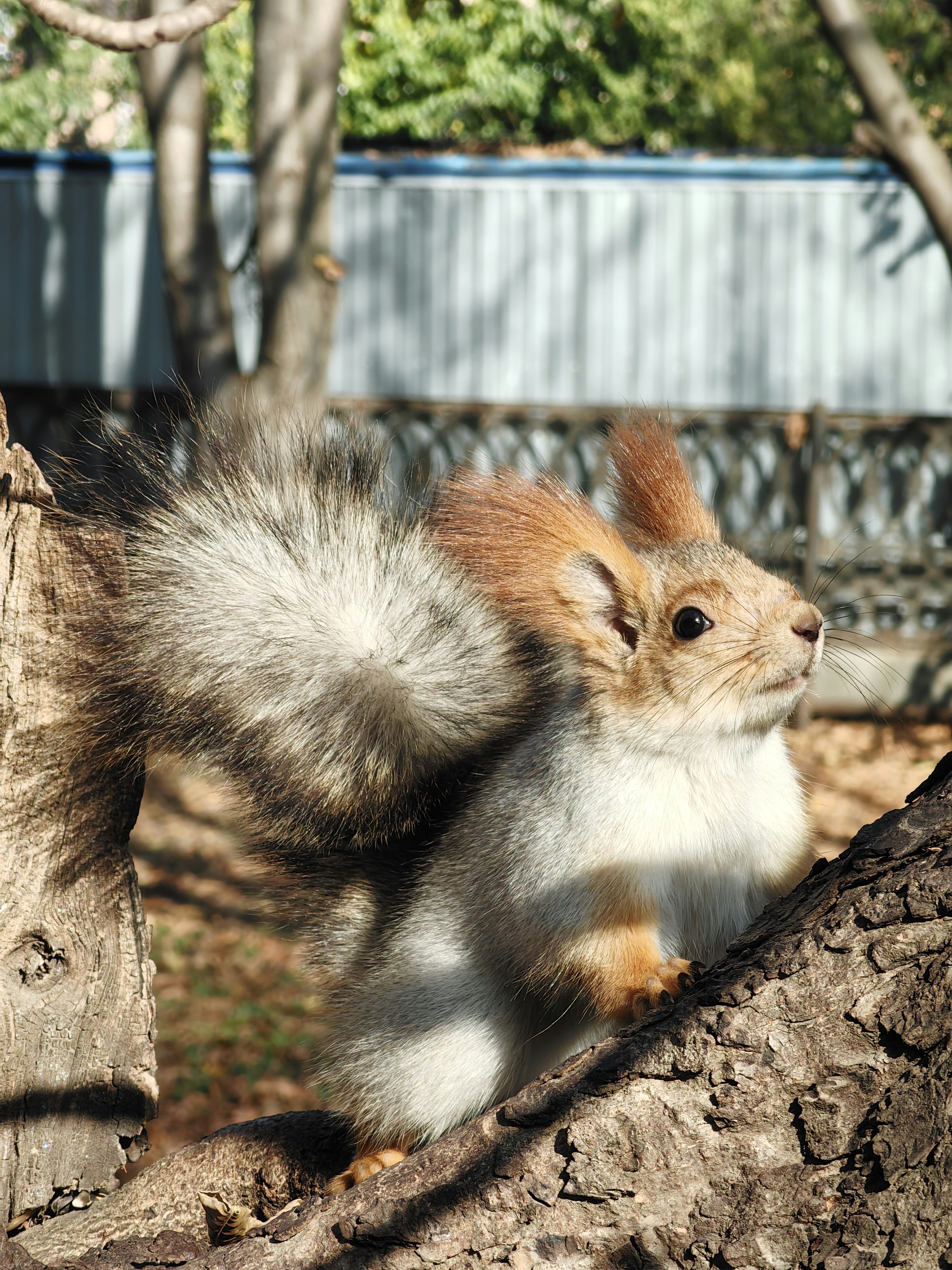 Curious Squirrel Perched on Sunlit Branch