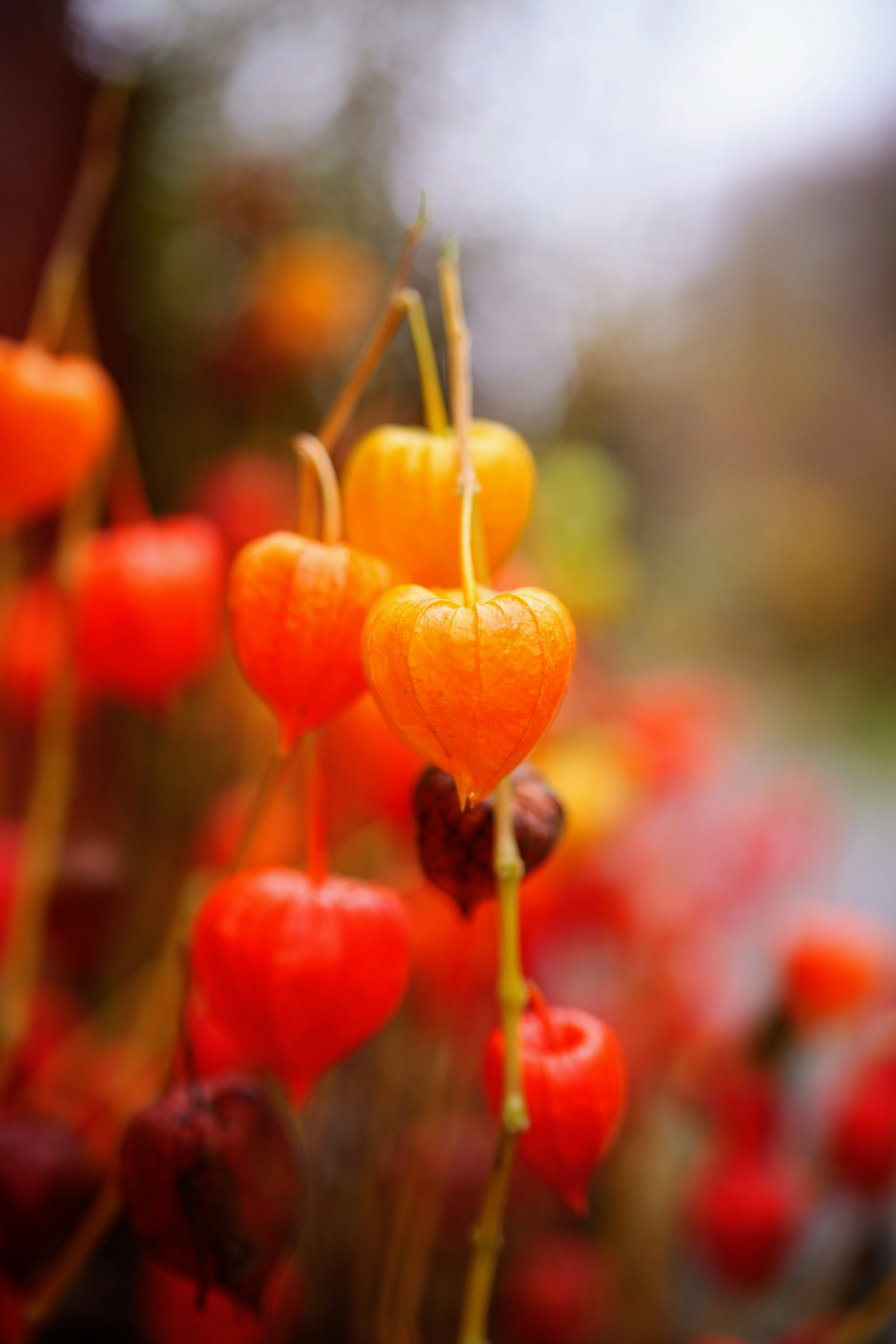A close up of a bunch of red and yellow berries photo – Free Flower ...