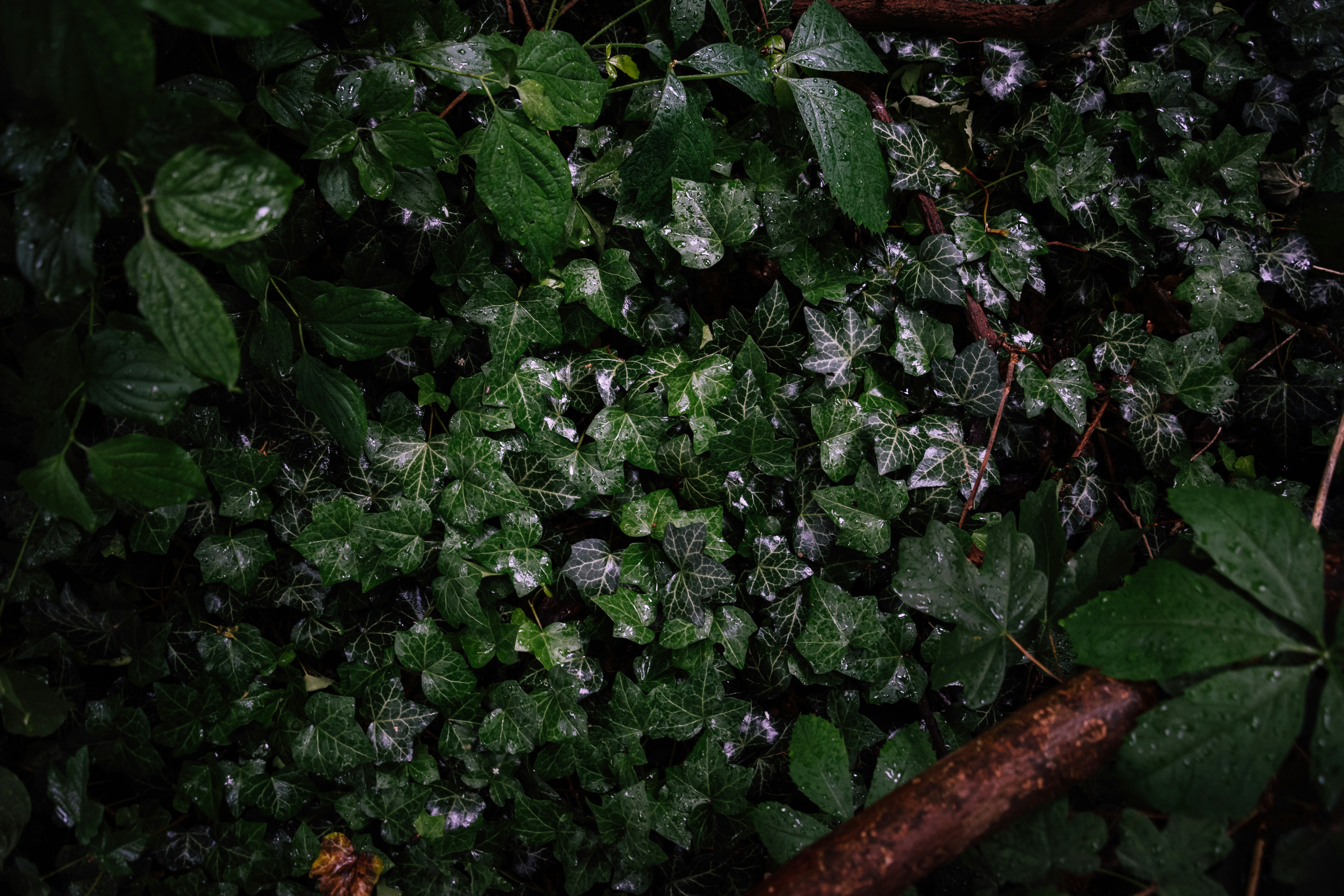 A close up of a bunch of green plants photo – Free Wallpaper Image on ...