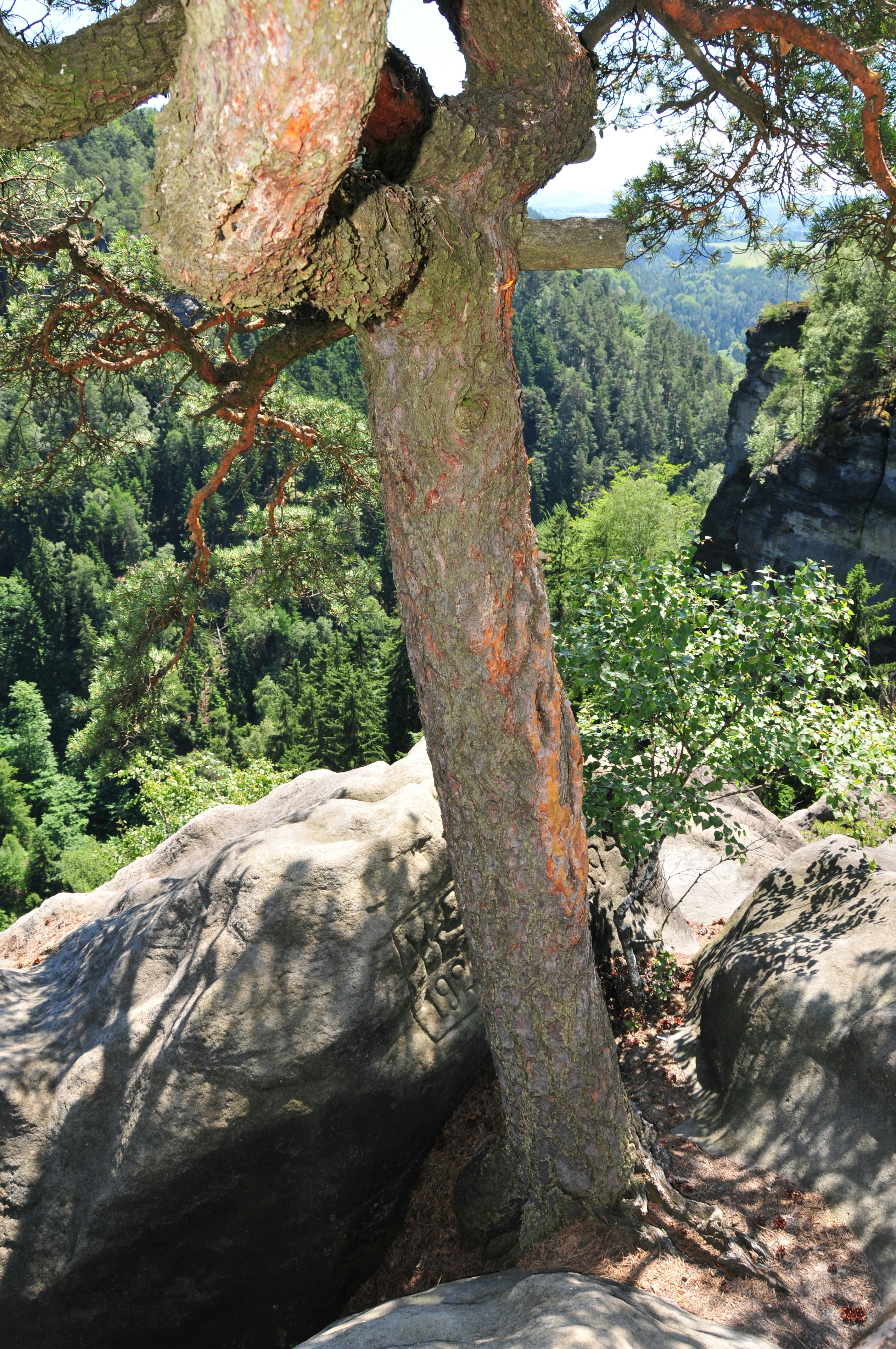 Cliff-top Sentinel: Lone Tree Rooted in Granite Over a Verdant Gorge
