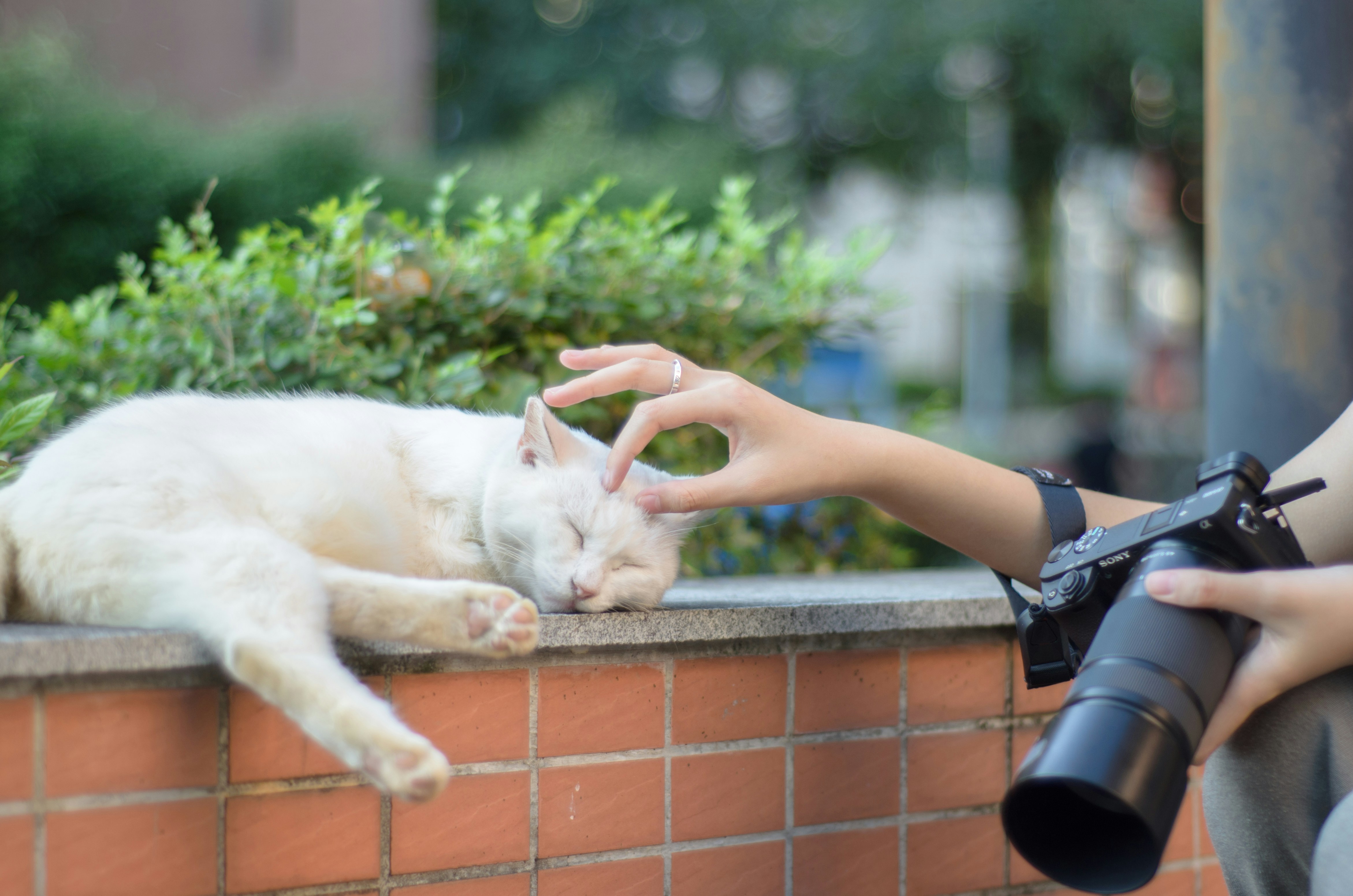 a white cat laying on top of a brick wall