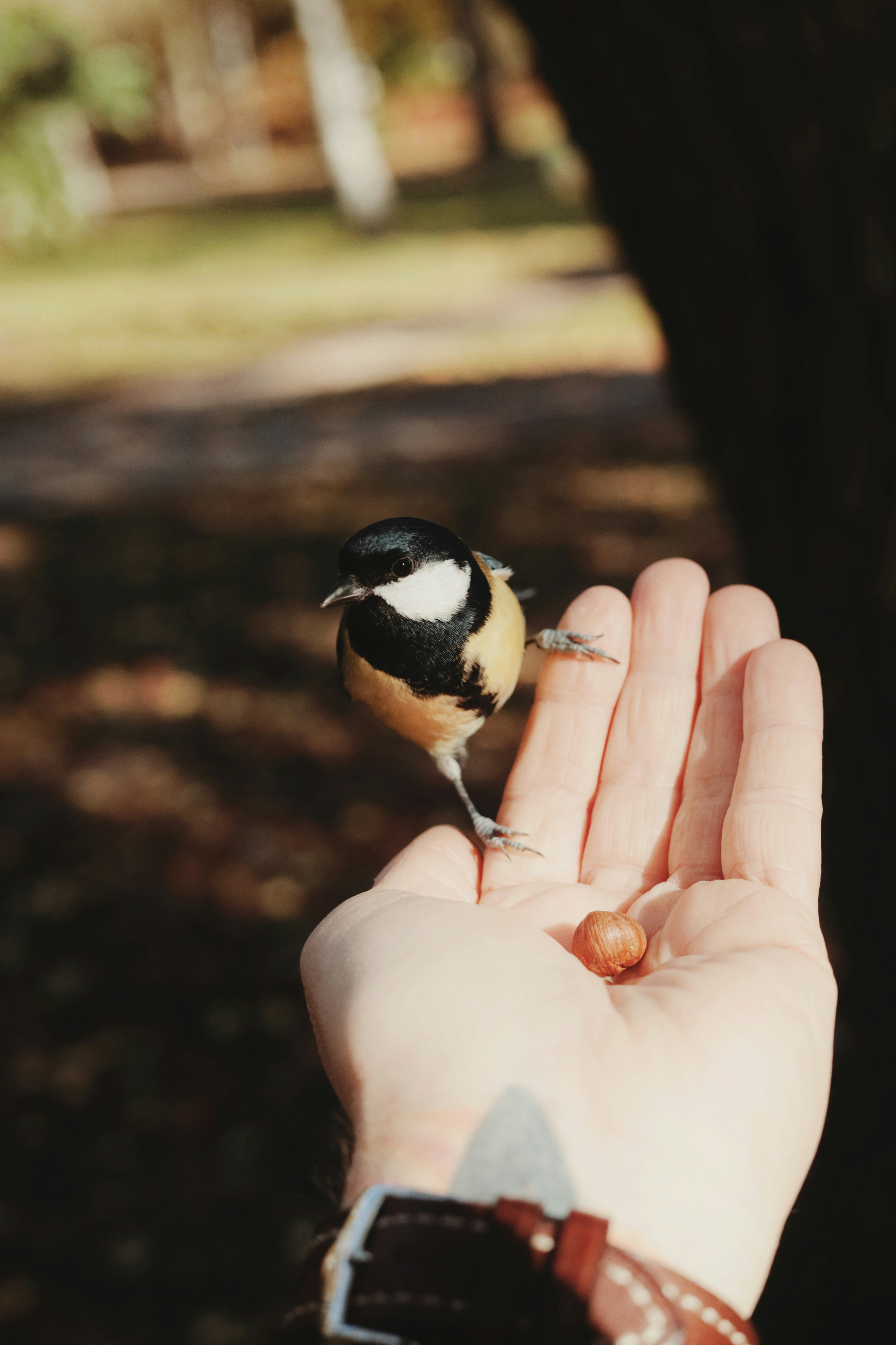 A small bird perched on the palm of a person's hand photo – Free Food ...
