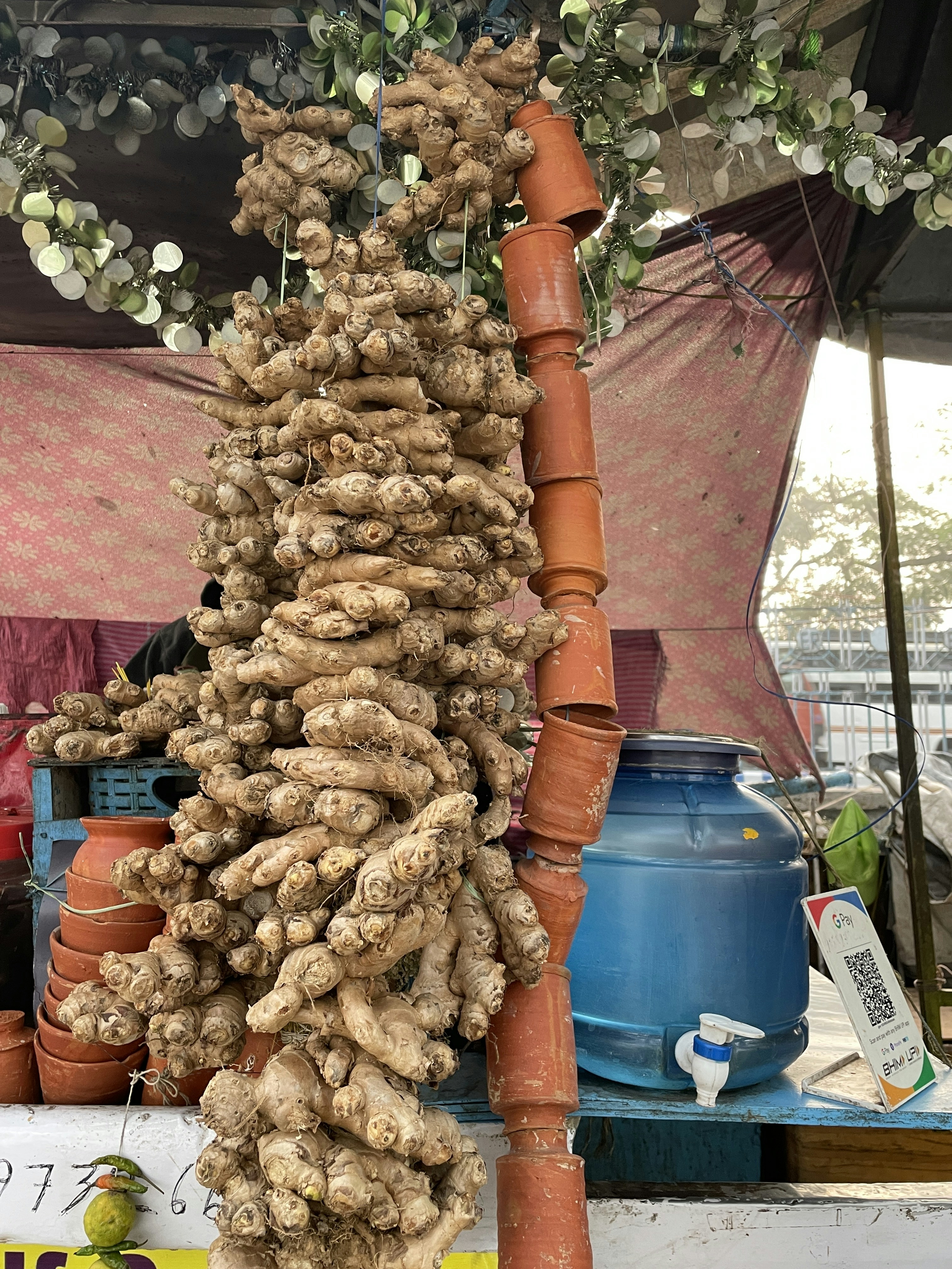 A bunch of ginger hanging from a pole photo – Free Kolkata Image on ...