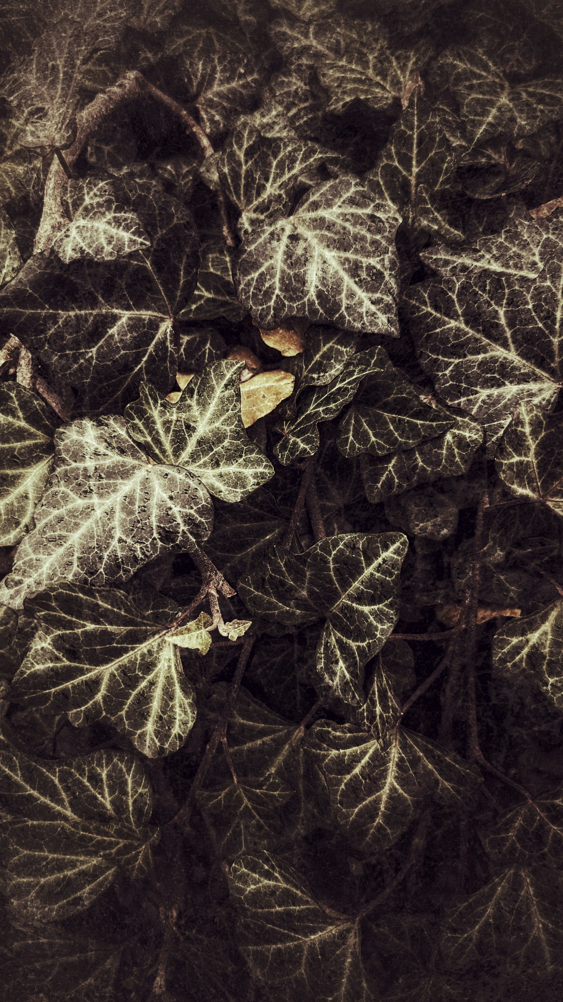 a close up of a leaf on a plant