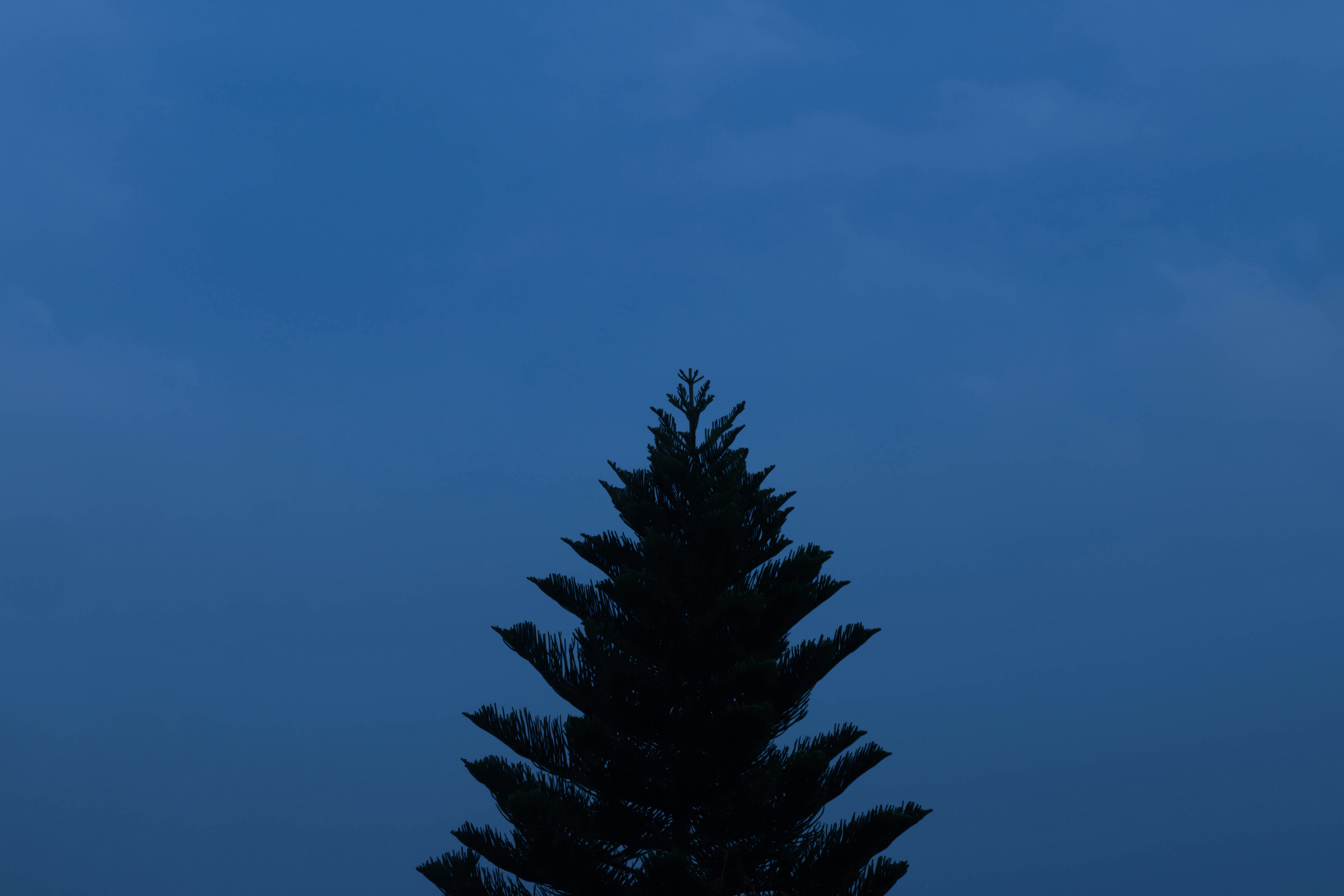 Blue Hour Sentinel: A Solitary Evergreen Reaching into the Velvet Sky