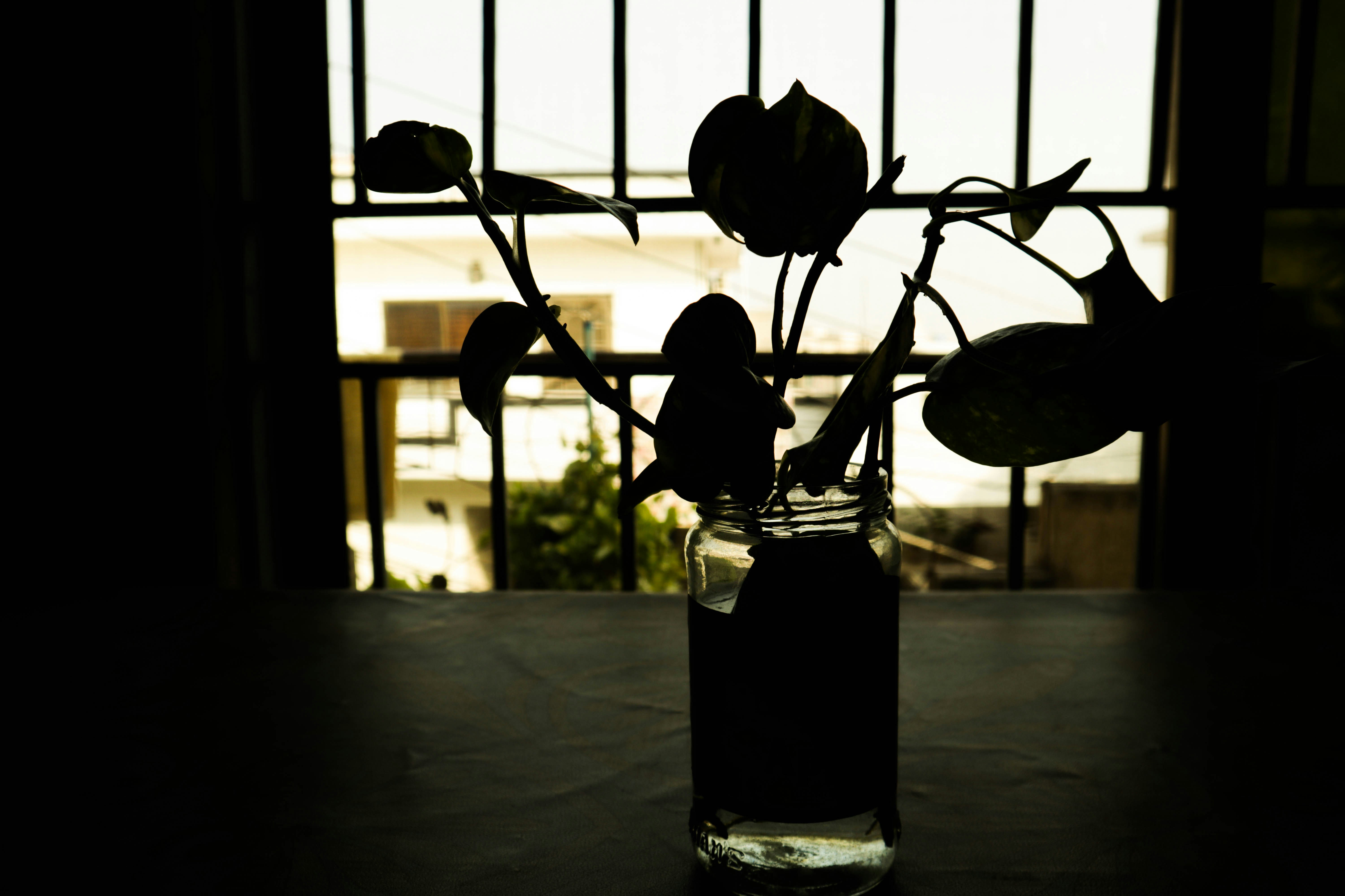 Barred Backlight: Silhouette of Leaves in a Glass Jar
