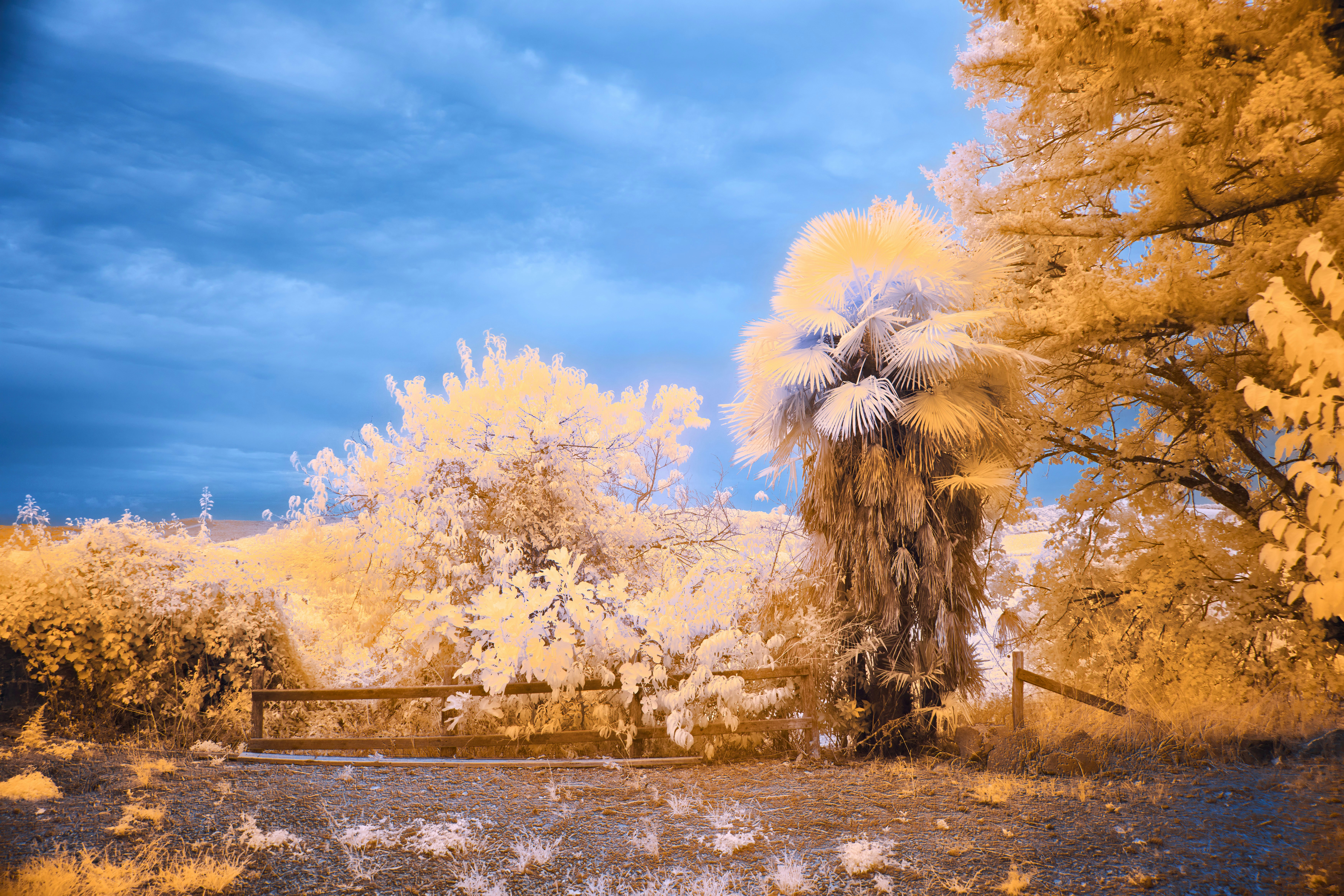 Une image infrarouge d’un arbre dans un parc photo – Image gratuite de ...