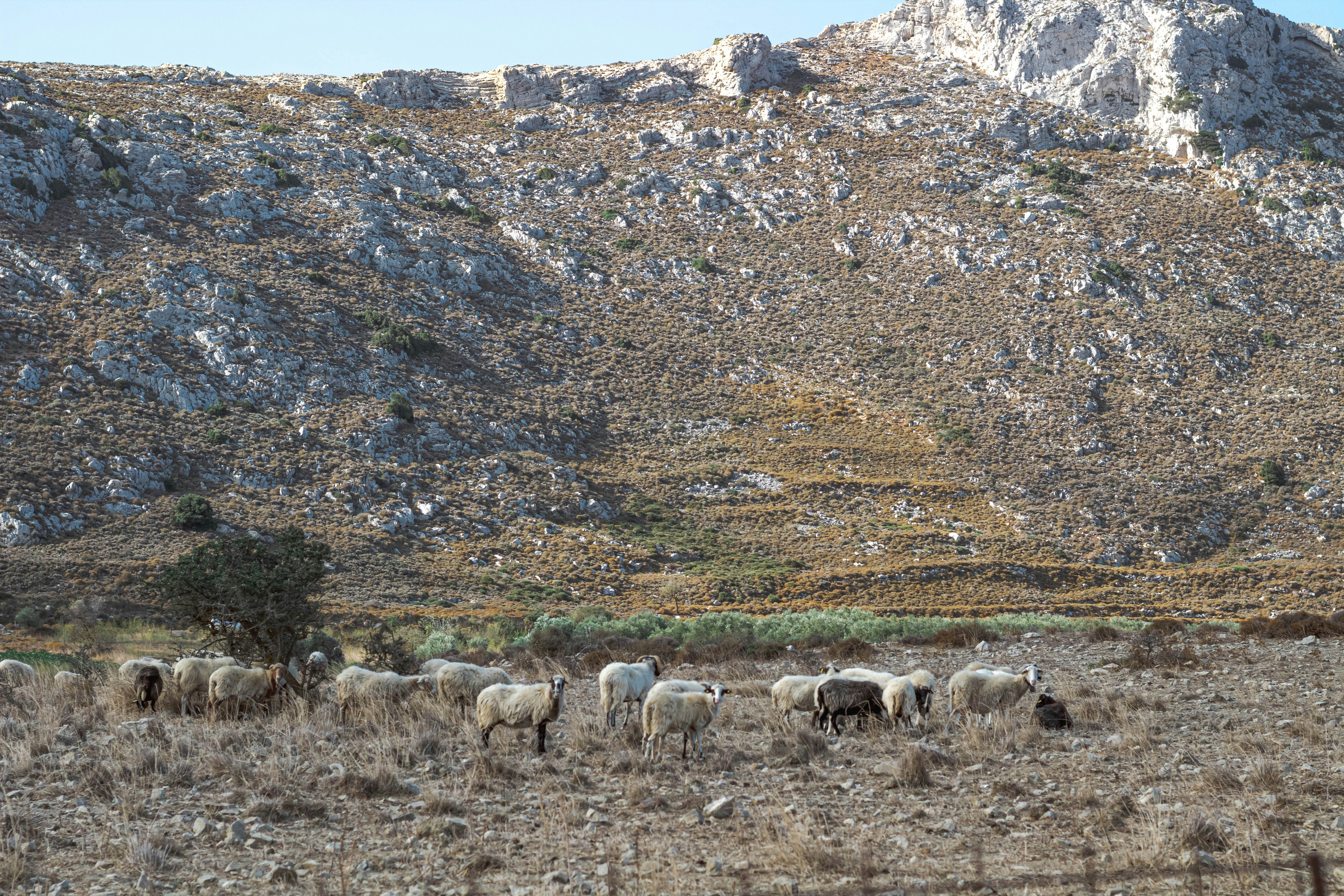 Herd at the Basalt Slopes Under a Rugged Ridge