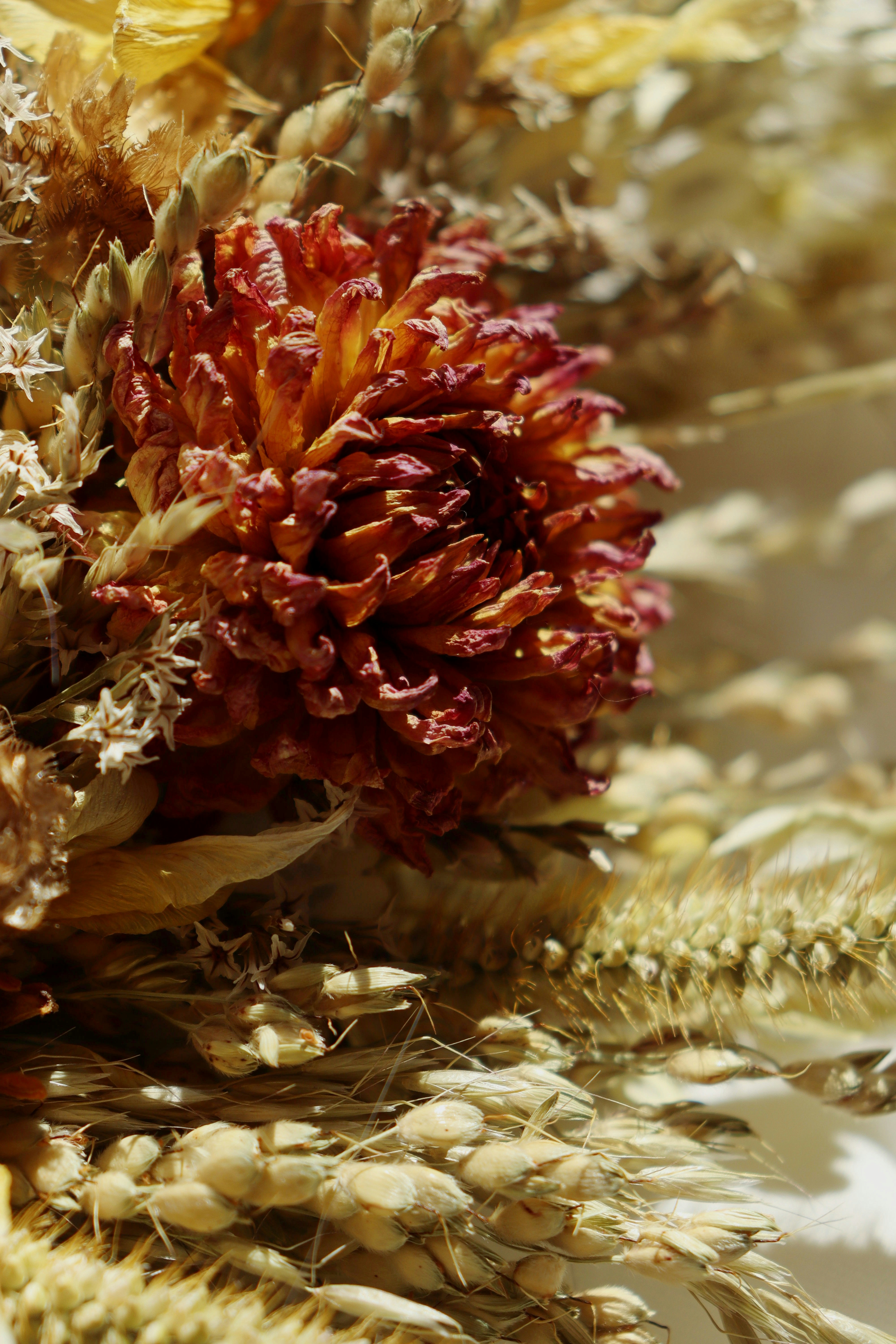 Crimson Core in a Field of Gold: A Macro Close-Up of Dried Flowers