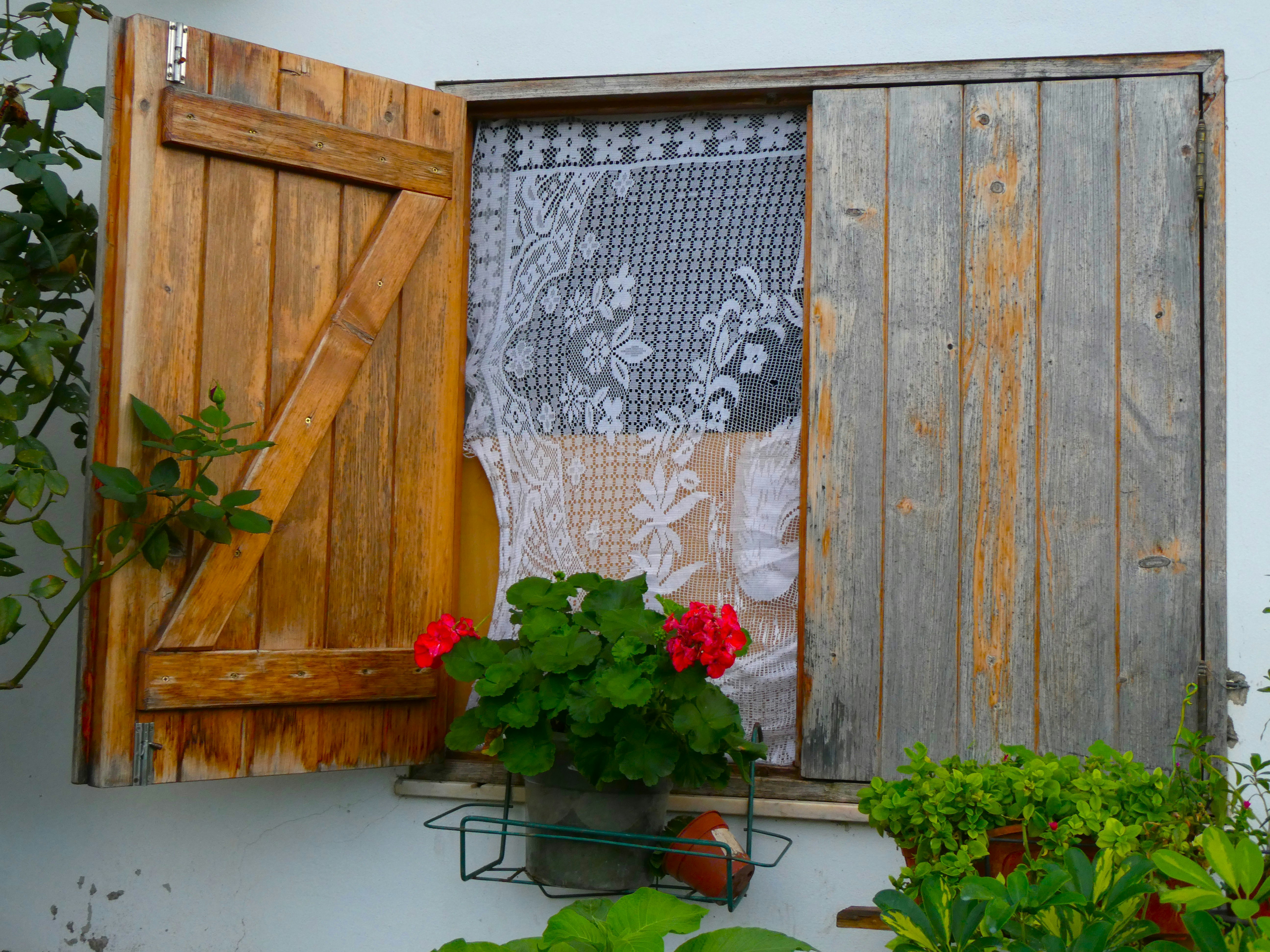 Red geraniums in a window box outside a half-shuttered window with lace curtains.