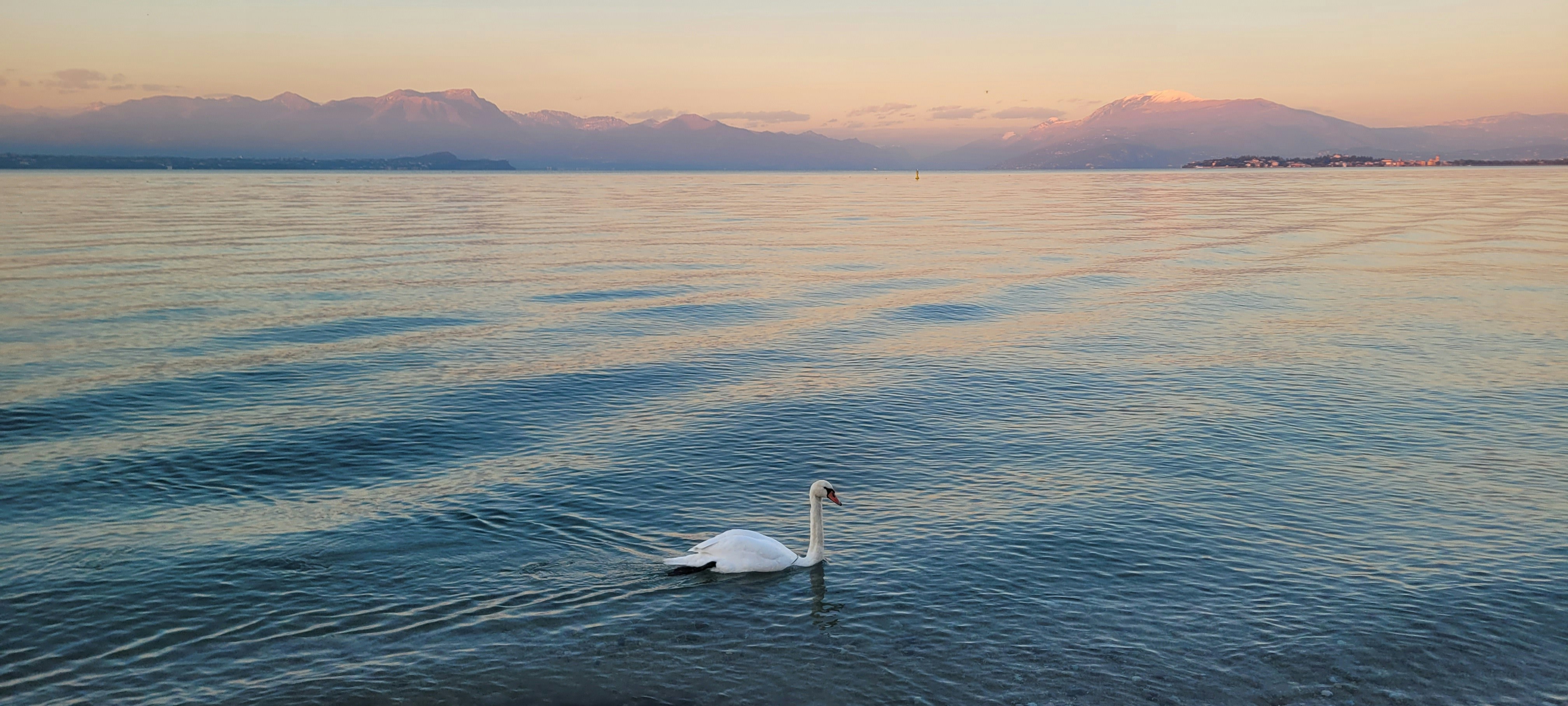 White swan gracefully gliding on calm water under a pastel sunrise sky.