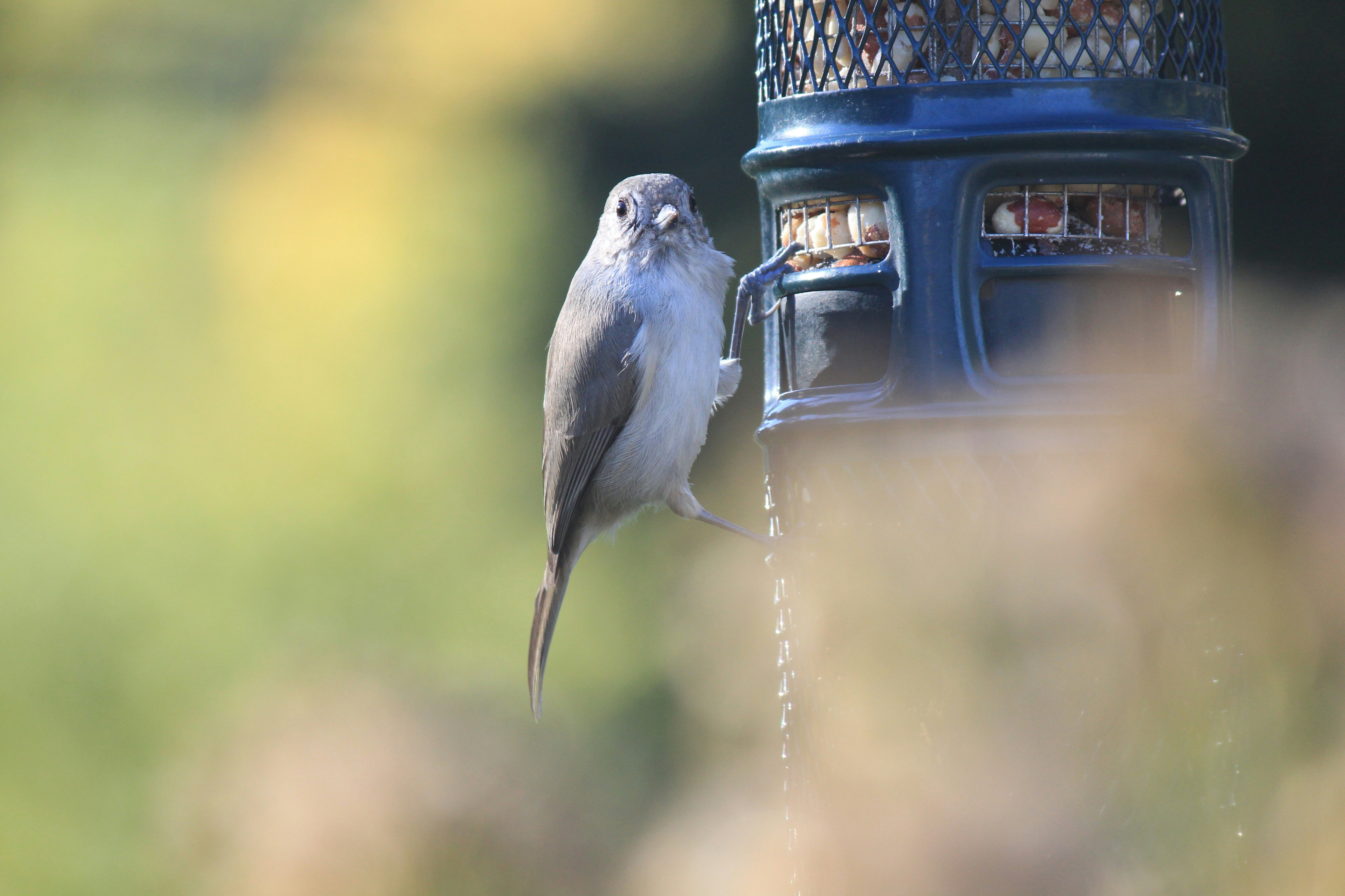 A bird that is standing on a bird feeder photo – Free Mcclellan ranch ...