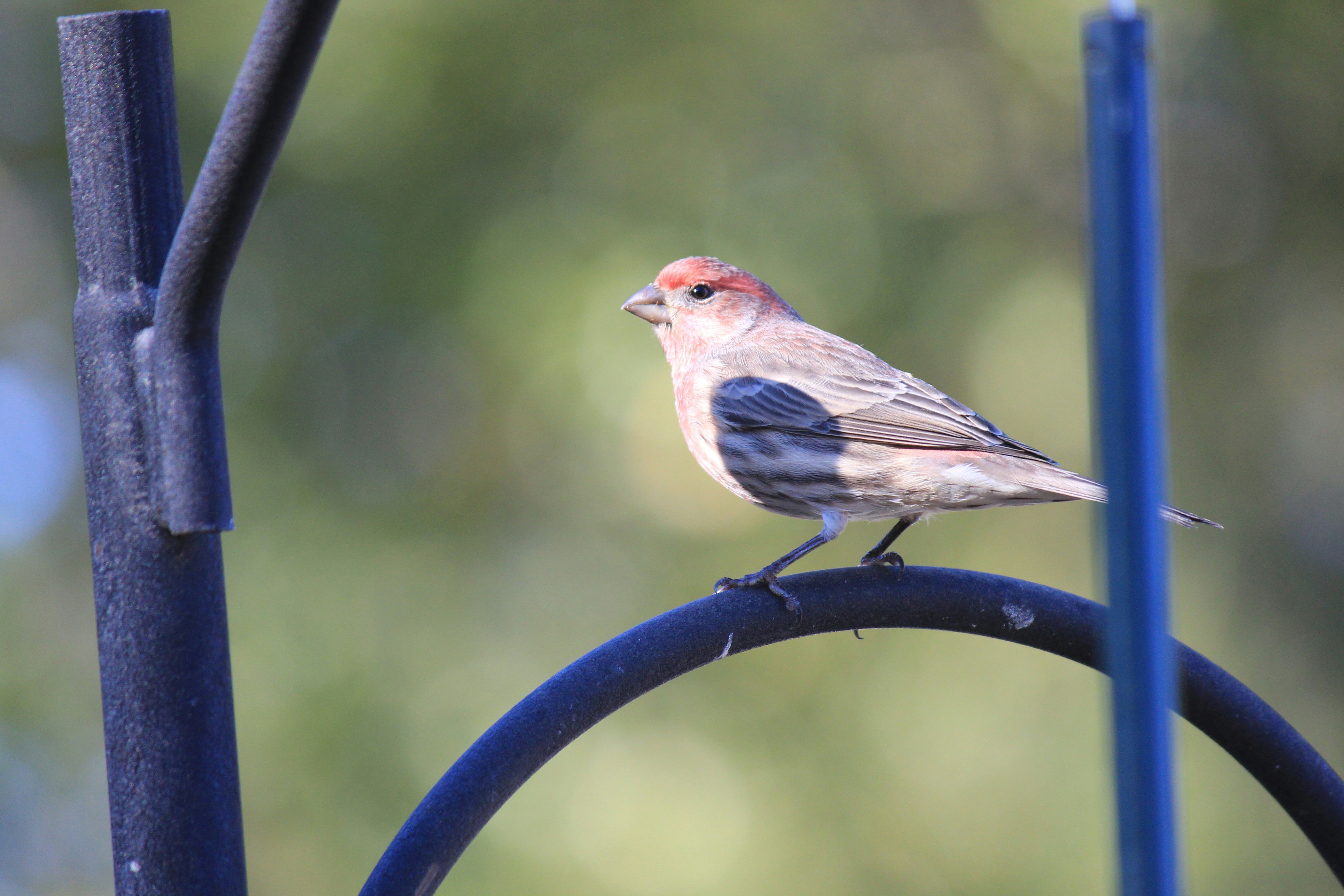 A House Finch rests on a wire while in the sunlight.