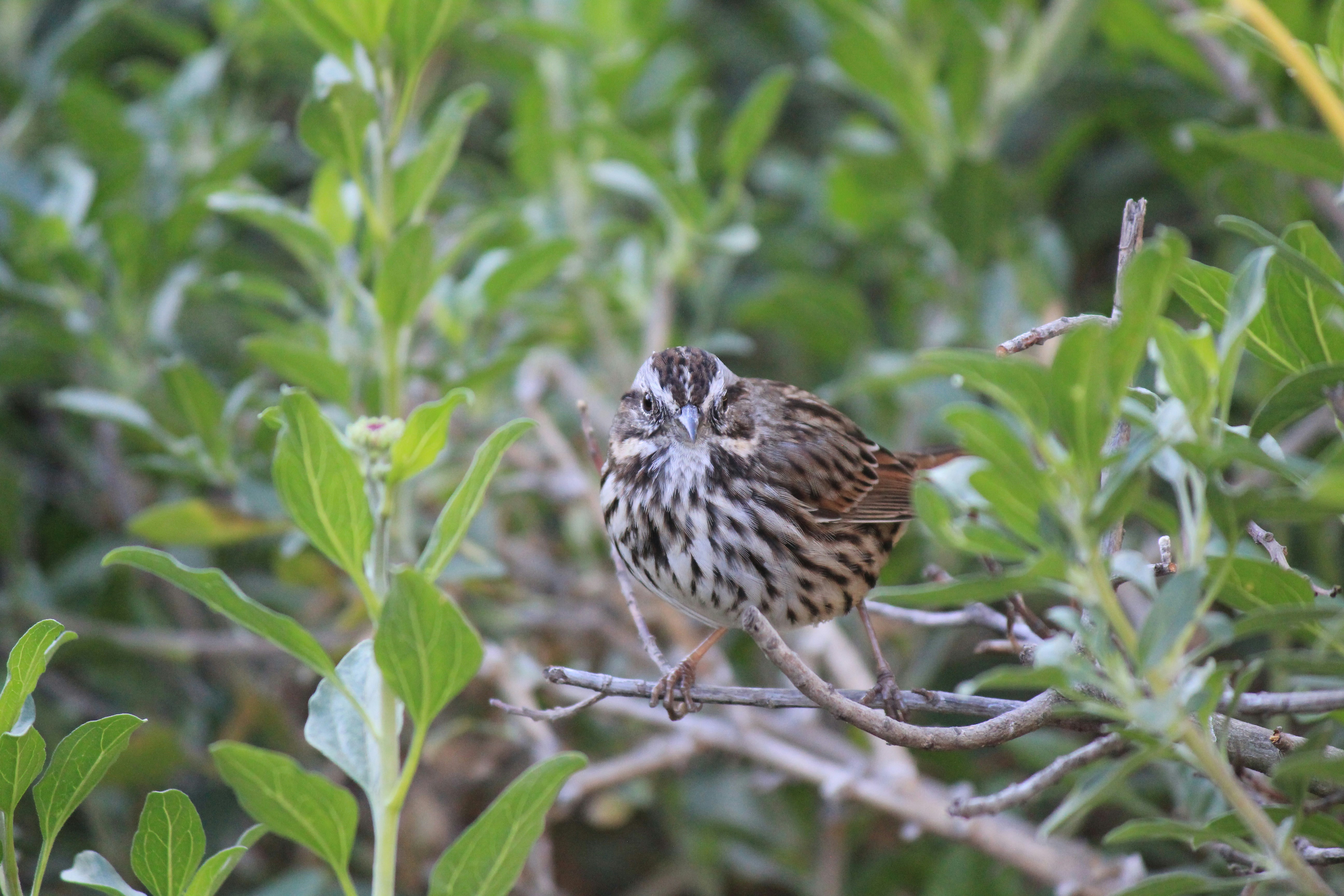Streaked Songbird Perched Amid Green Foliage