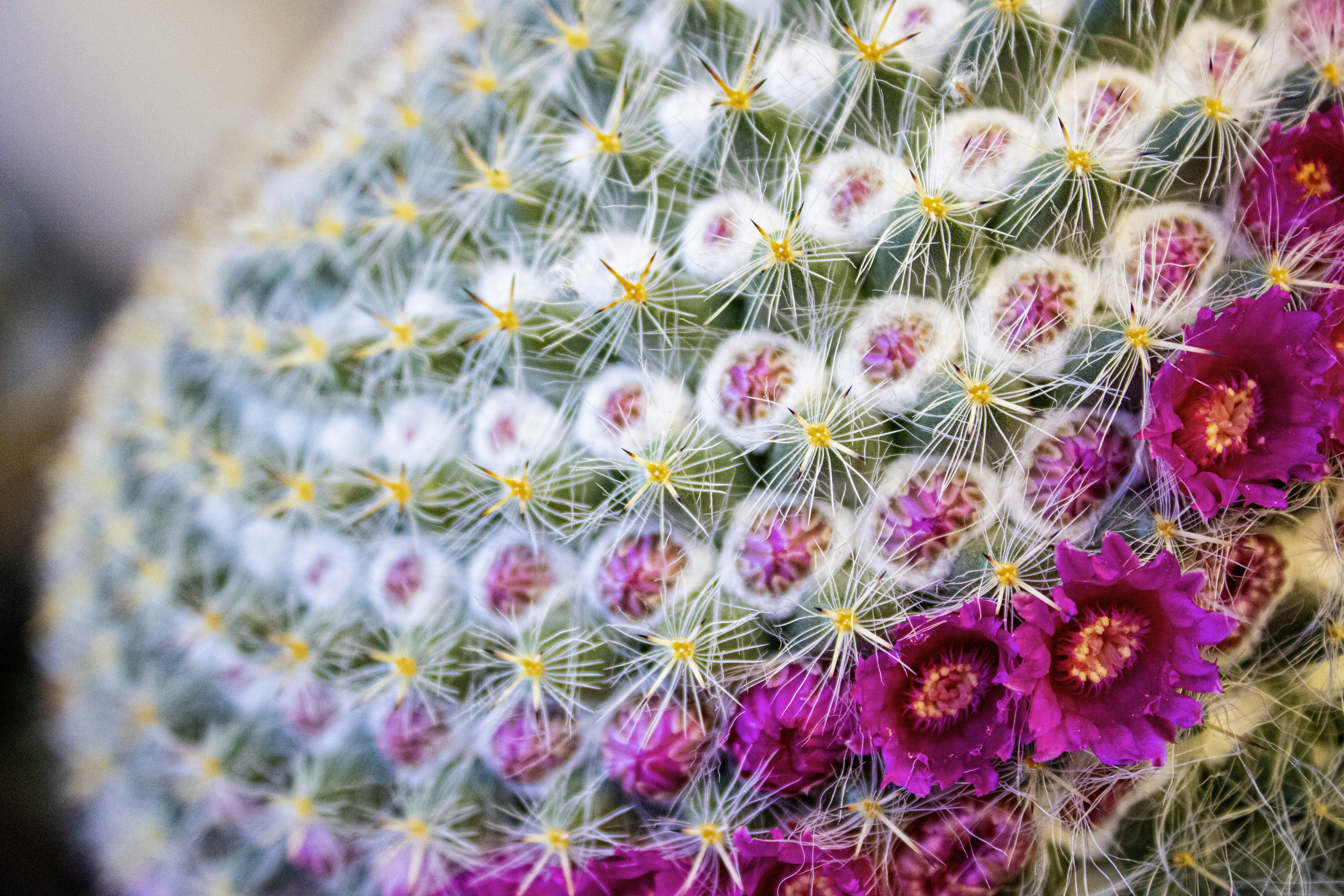 Magenta blooms tracing geometric spines on a Mammillaria cactus macro